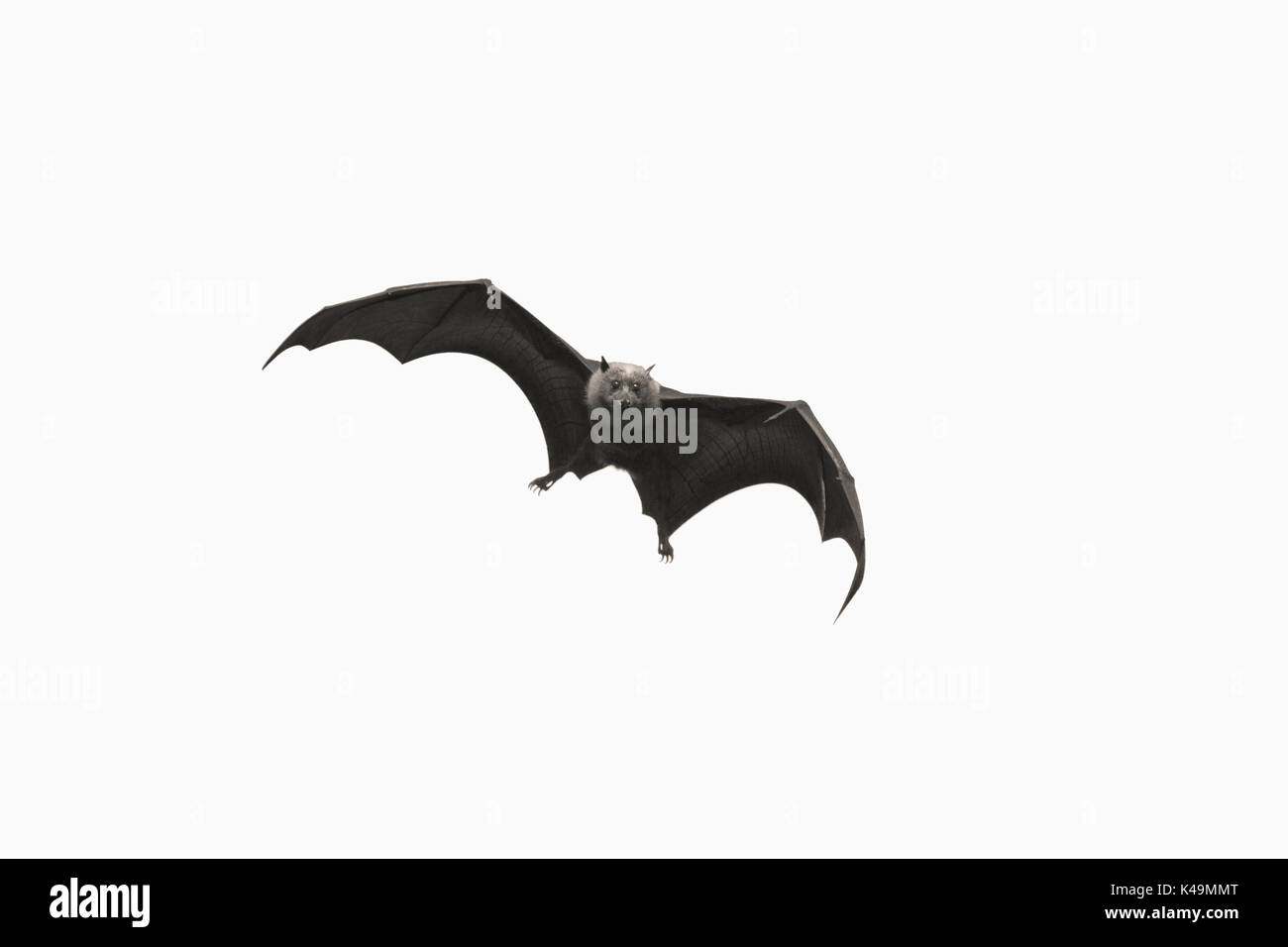 Fledermaus im flug -Fotos und -Bildmaterial in hoher Auflösung – Alamy