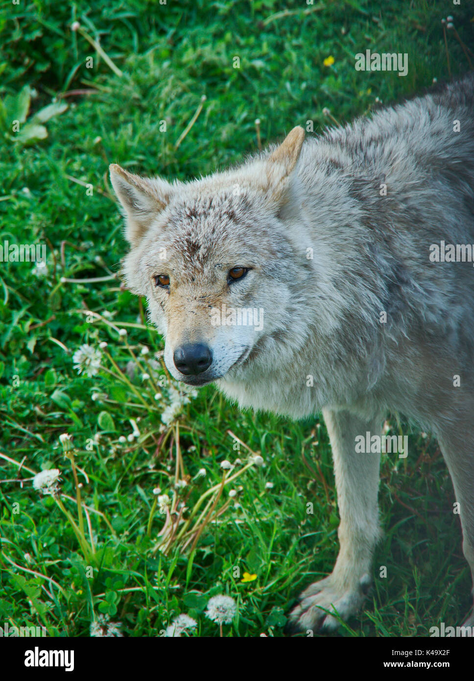 Wolf timberwolf tierbild -Fotos und -Bildmaterial in hoher Auflösung ...