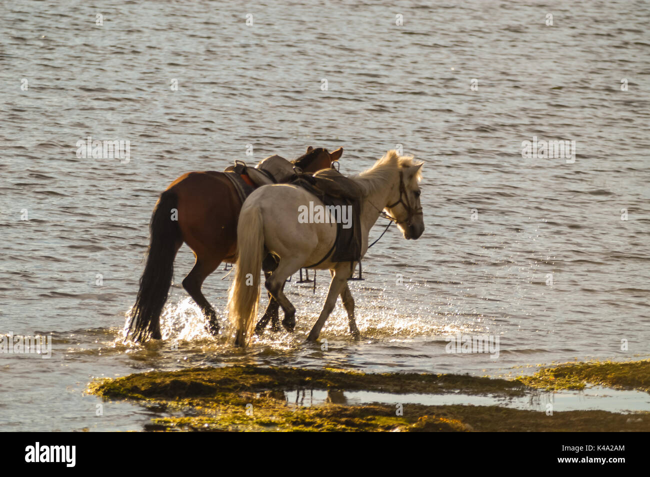 Pferde an einem see -Fotos und -Bildmaterial in hoher Auflösung – Alamy
