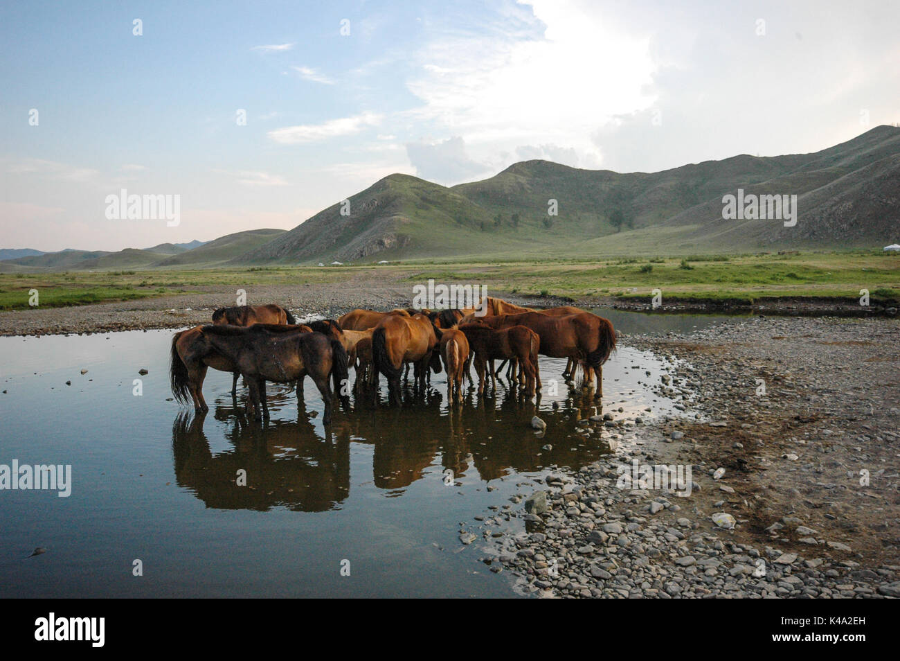 Pferde an einem see -Fotos und -Bildmaterial in hoher Auflösung – Alamy