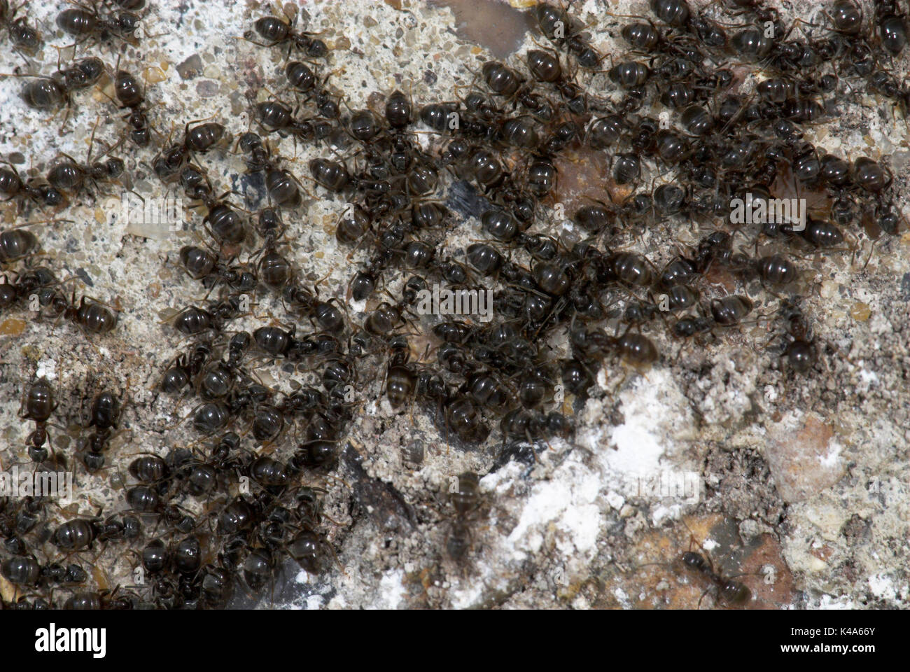 Lasius niger nest -Fotos und -Bildmaterial in hoher Auflösung – Alamy