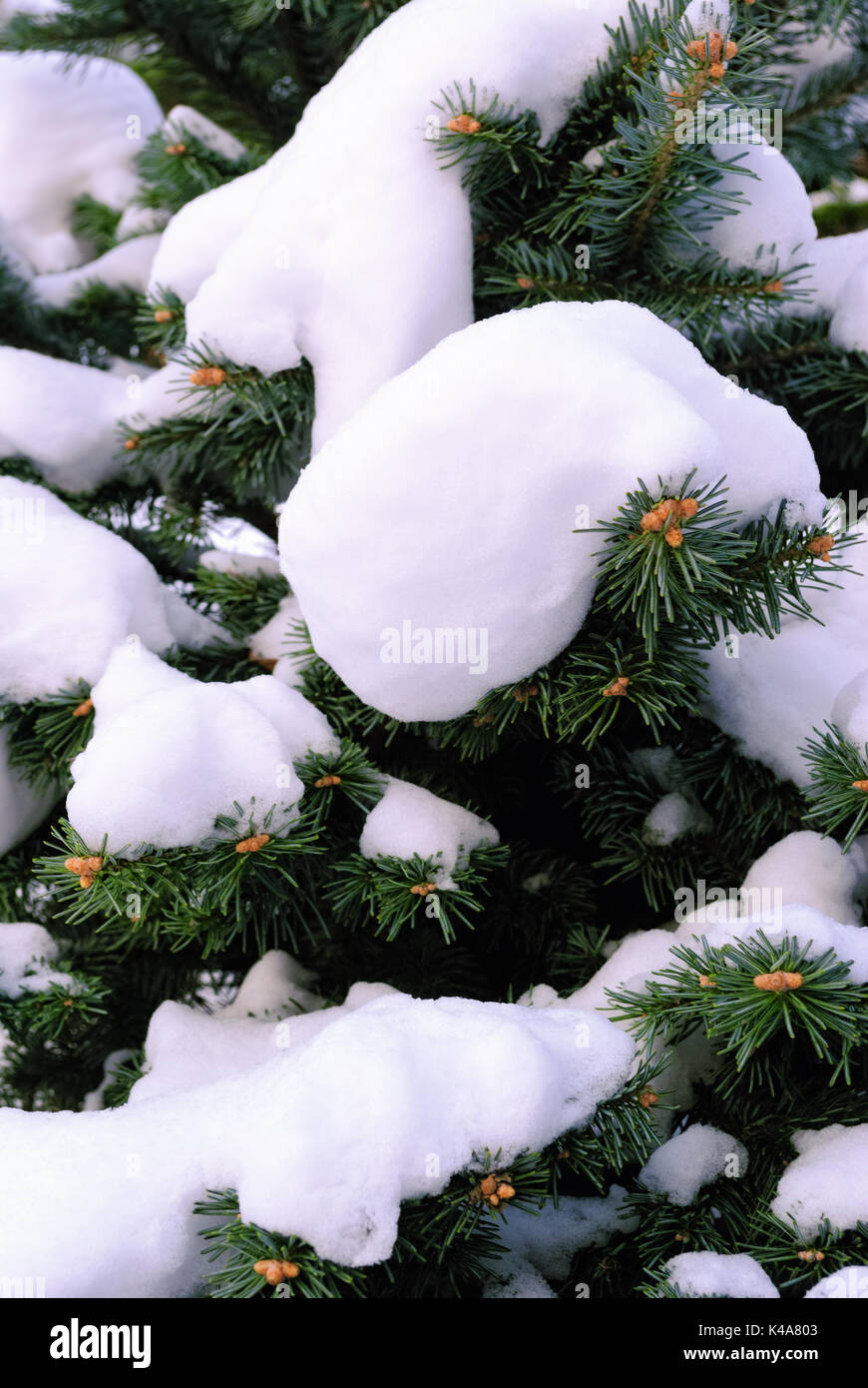 Tanne zweige -Fotos und -Bildmaterial in hoher Auflösung – Alamy