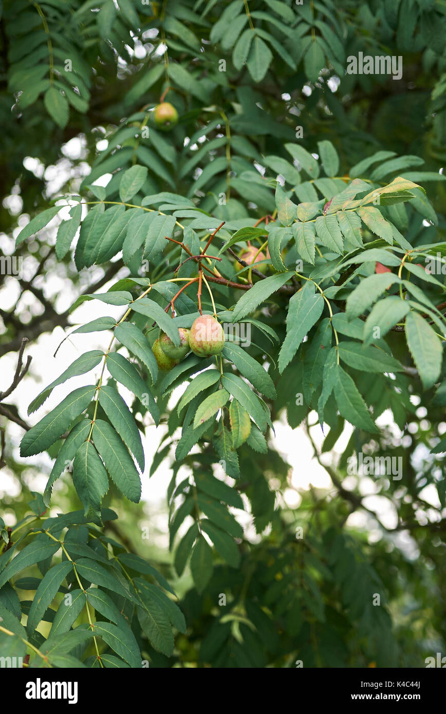 Sorb tree sorbus domestica -Fotos und -Bildmaterial in hoher Auflösung ...