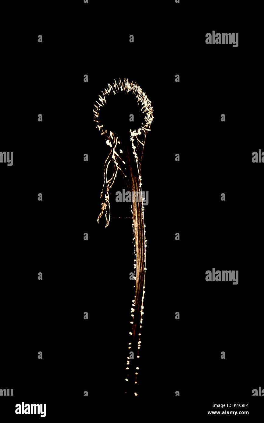 Eine dolde bilden -Fotos und -Bildmaterial in hoher Auflösung – Alamy