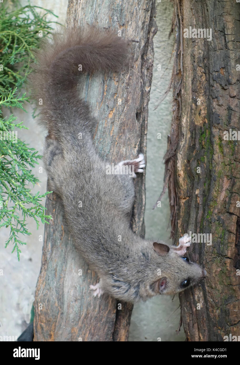 Haselmaus wald -Fotos und -Bildmaterial in hoher Auflösung – Alamy