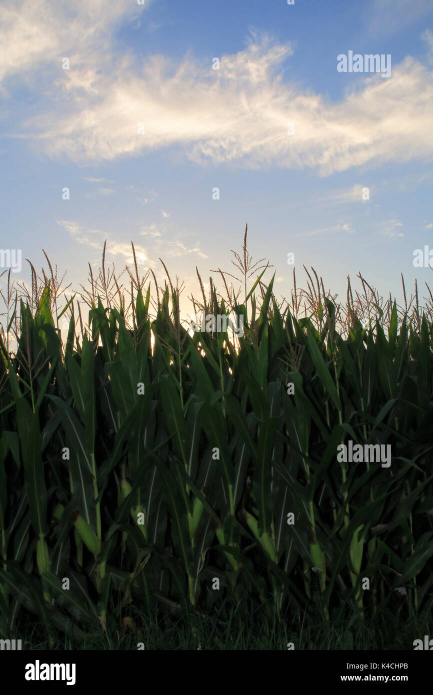 Futter futterpflanze -Fotos und -Bildmaterial in hoher Auflösung – Alamy
