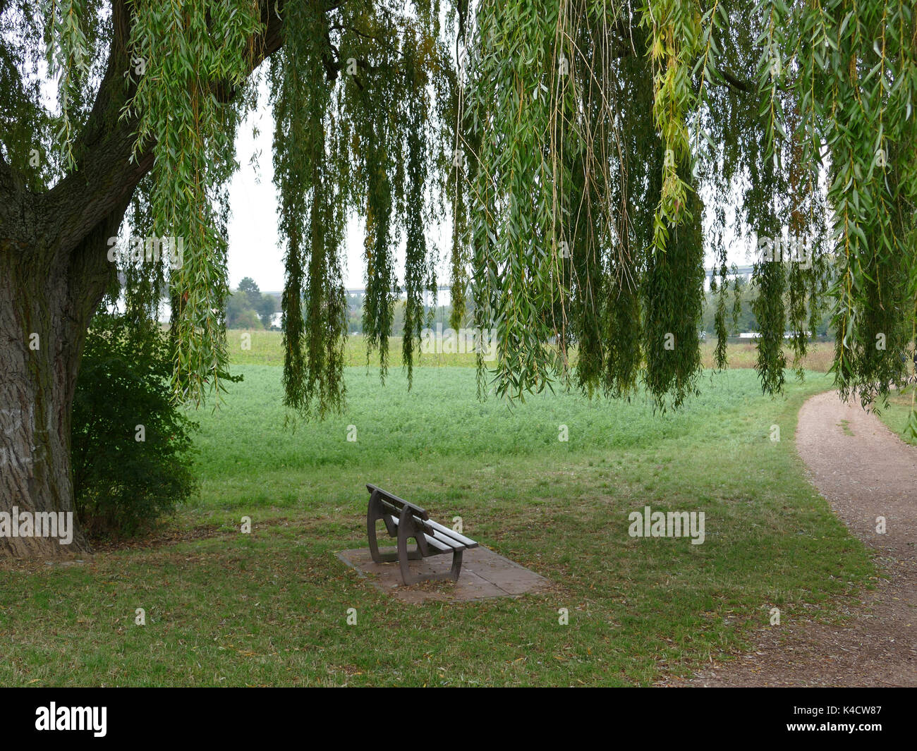 Trauerweide, Olea Europaea, mit einer Holzbank Stockfotografie - Alamy