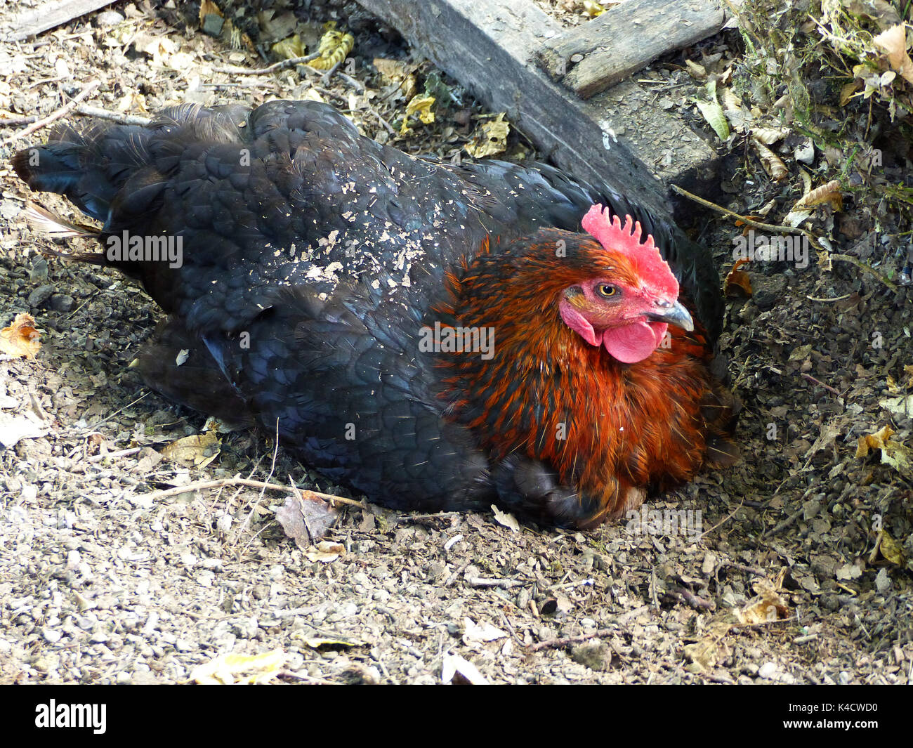 Maran chicken -Fotos und -Bildmaterial in hoher Auflösung – Alamy