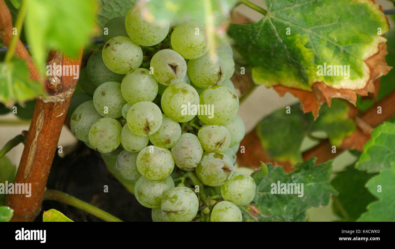 Weintrauben am rebstock -Fotos und -Bildmaterial in hoher Auflösung – Alamy