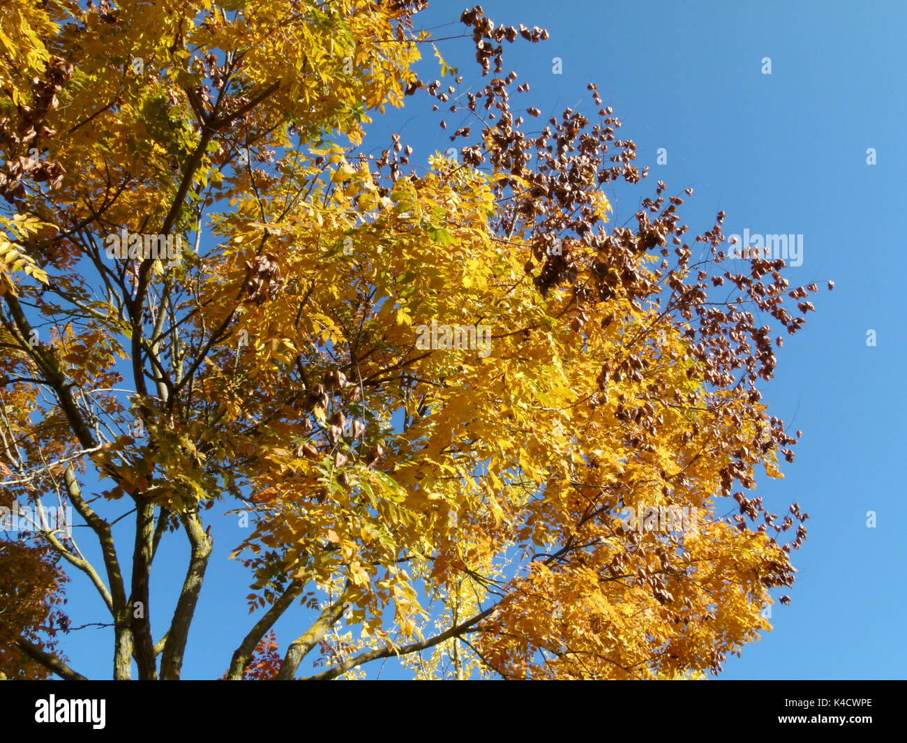 Blase esche im herbst -Fotos und -Bildmaterial in hoher Auflösung – Alamy
