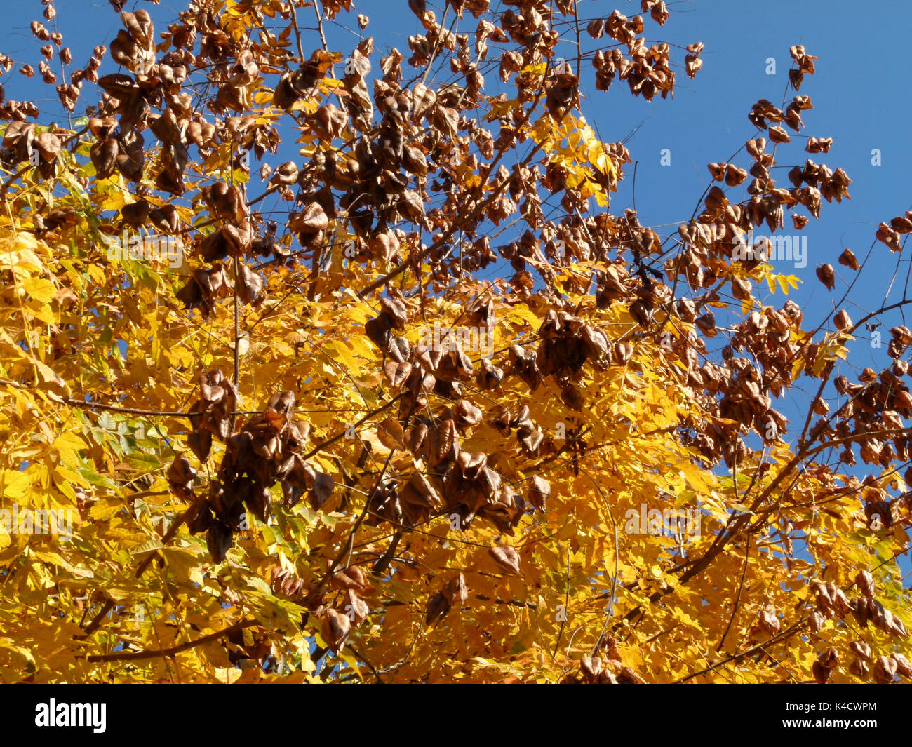 Bubble Esche Baum im Herbst, Paniculate Bubble Baum, koelreuteria ...