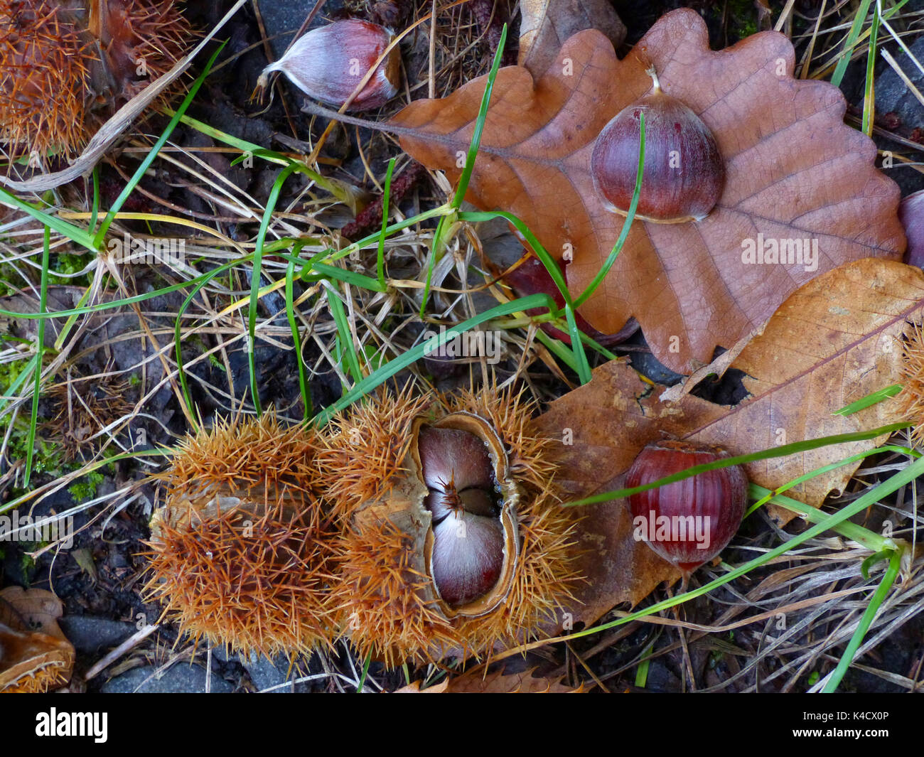 Europäische kastanien -Fotos und -Bildmaterial in hoher Auflösung – Alamy