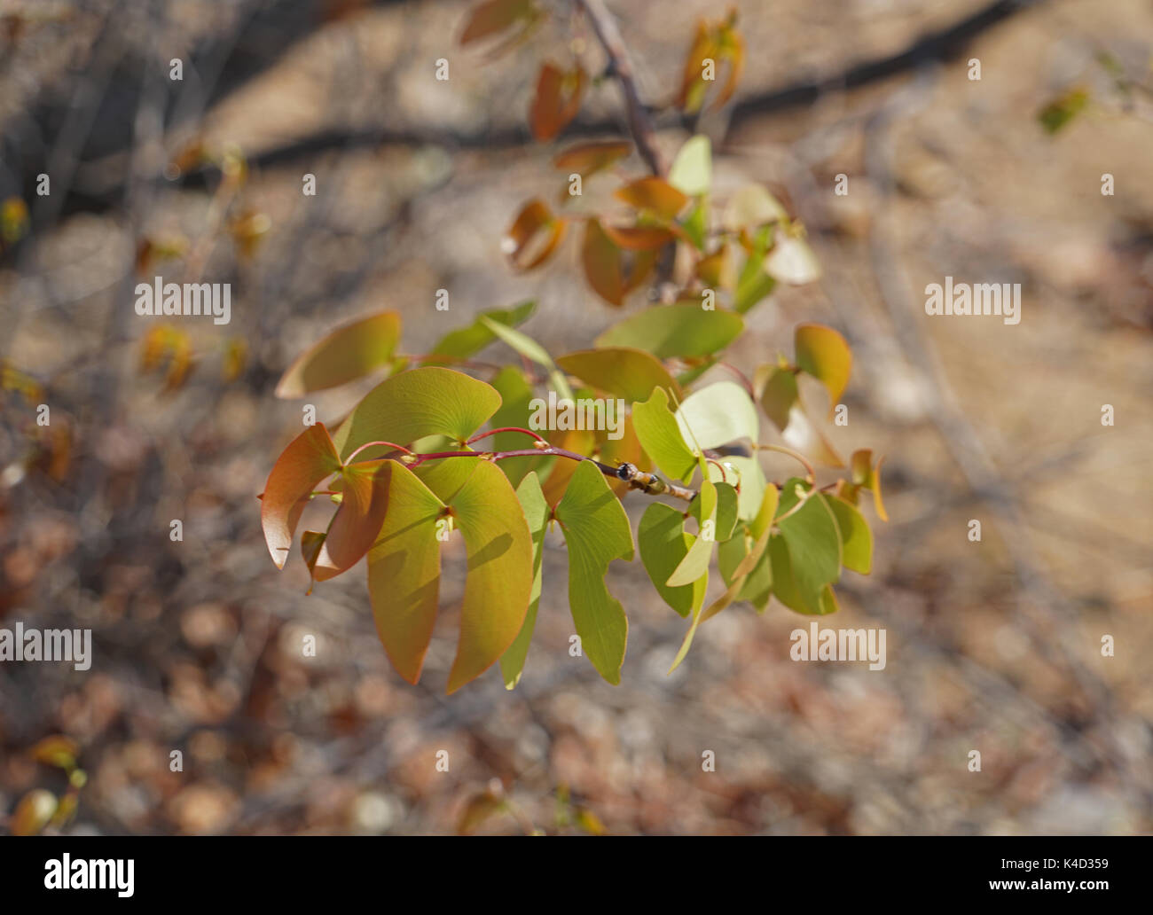 Namibia mopane tree -Fotos und -Bildmaterial in hoher Auflösung – Alamy