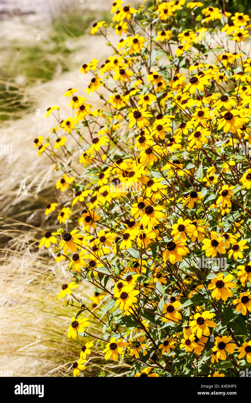 Rudbeckia und stipa -Fotos und -Bildmaterial in hoher Auflösung – Alamy