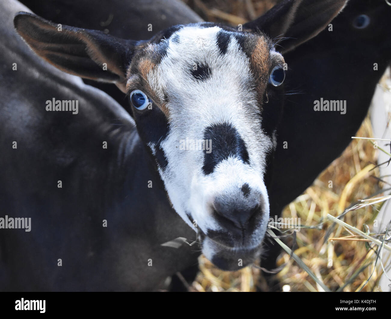 Gefleckte ziege -Fotos und -Bildmaterial in hoher Auflösung – Alamy