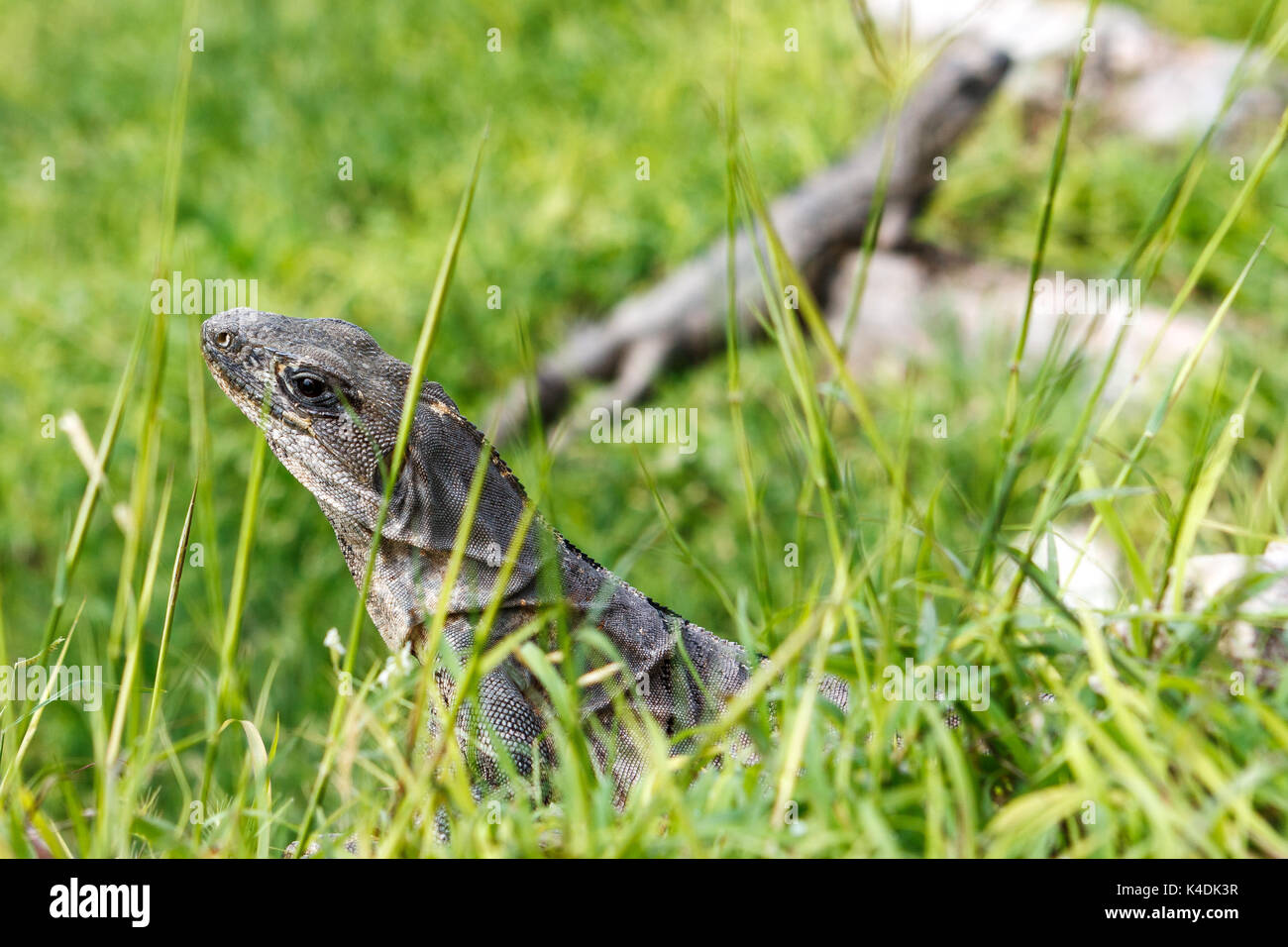 Leguane in mexiko -Fotos und -Bildmaterial in hoher Auflösung – Alamy
