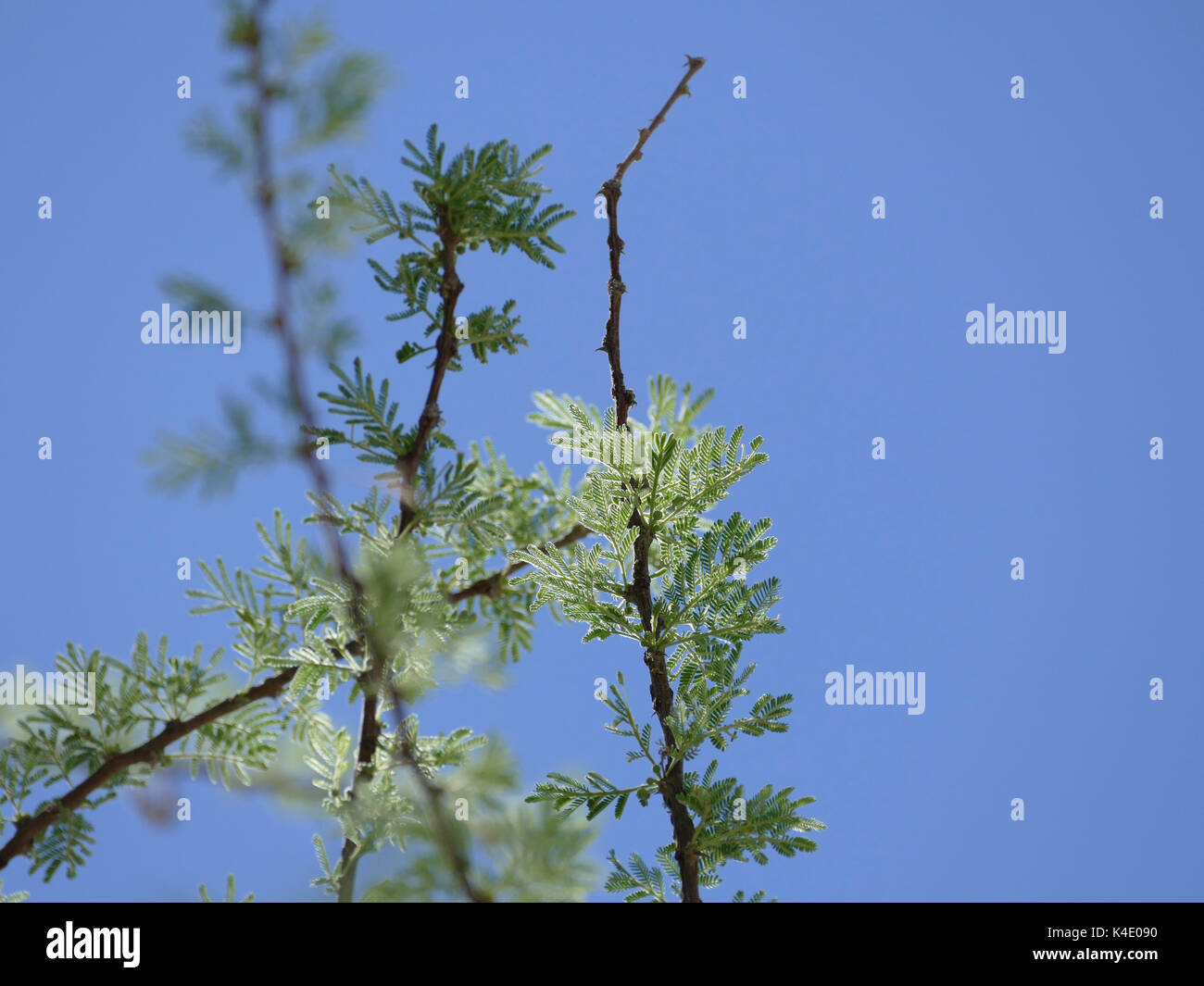 Hirten S Baum Stockfotos und -bilder Kaufen - Alamy