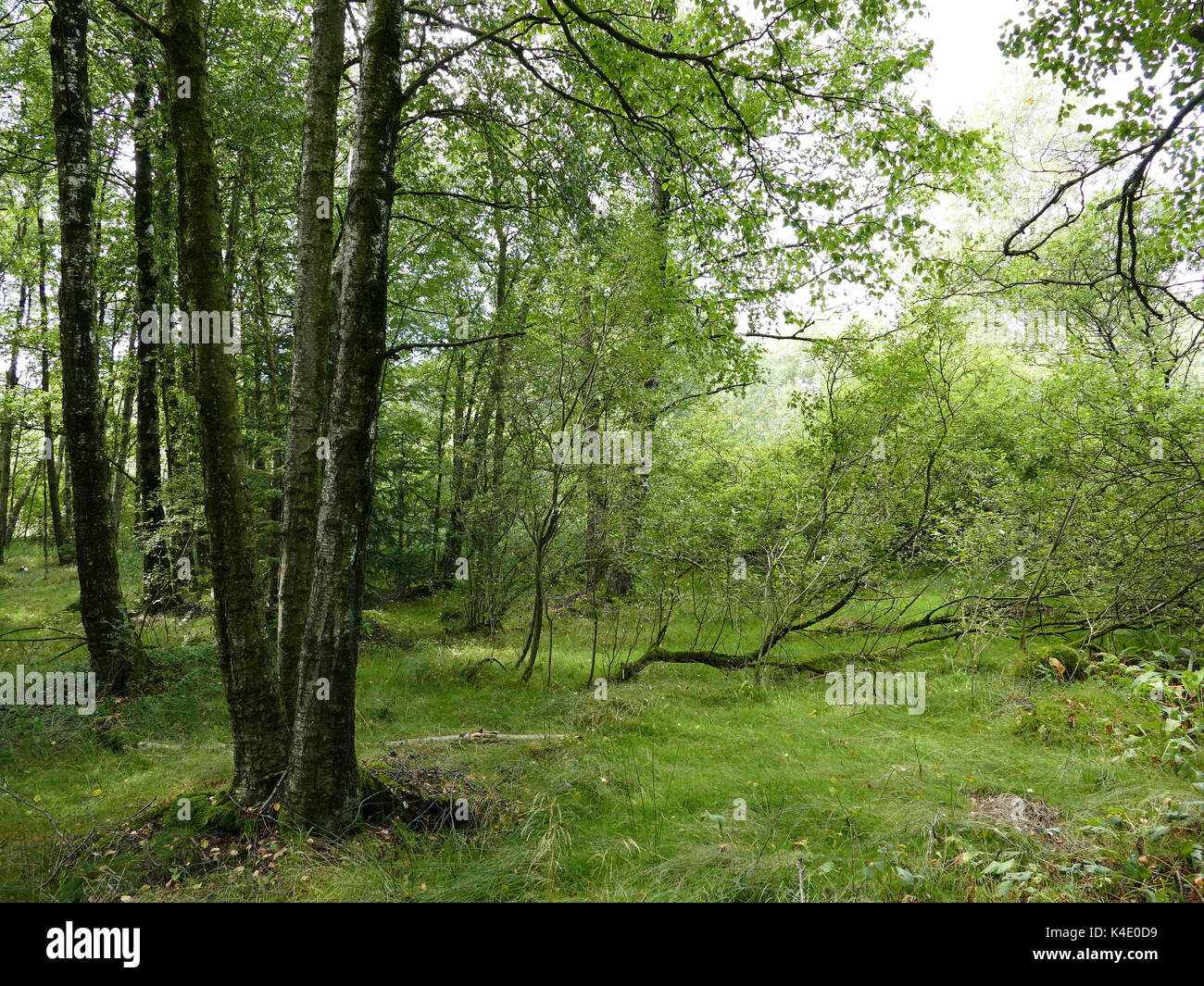 Bayerische staatsforsten -Fotos und -Bildmaterial in hoher Auflösung ...