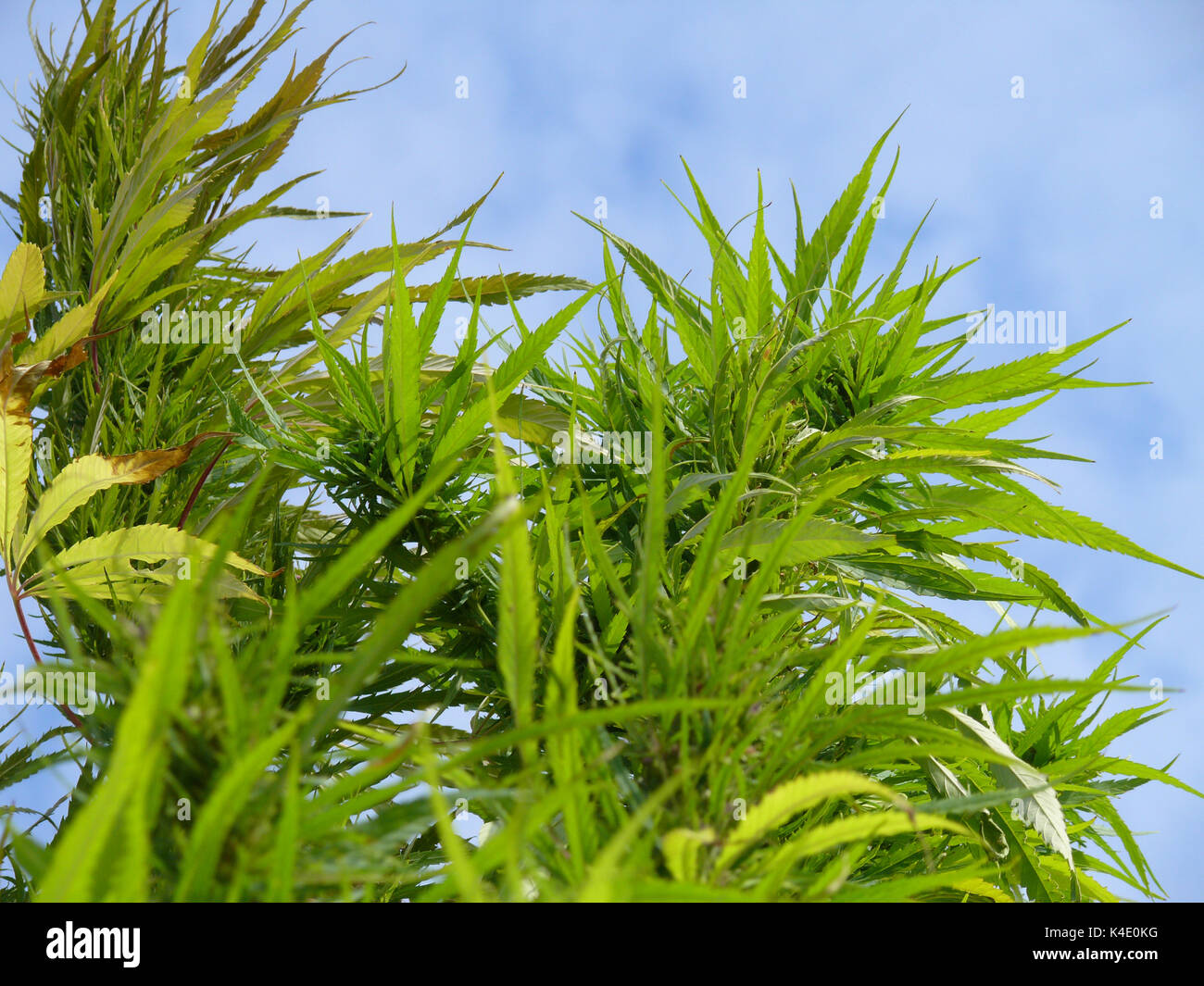 Landwirtschaft cannabis sativa -Fotos und -Bildmaterial in hoher ...