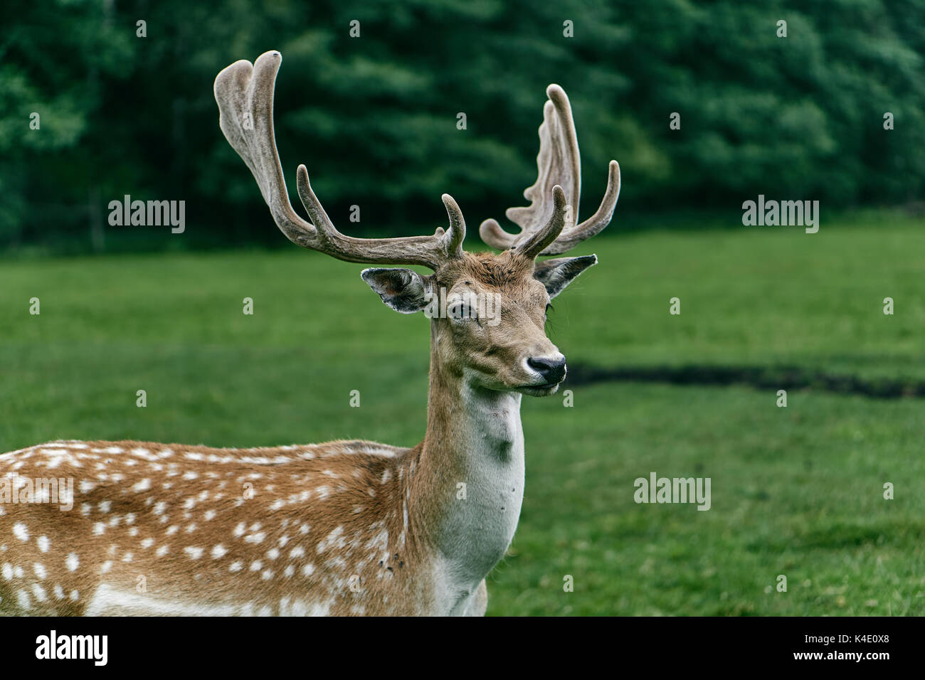 Daniel wild -Fotos und -Bildmaterial in hoher Auflösung – Alamy