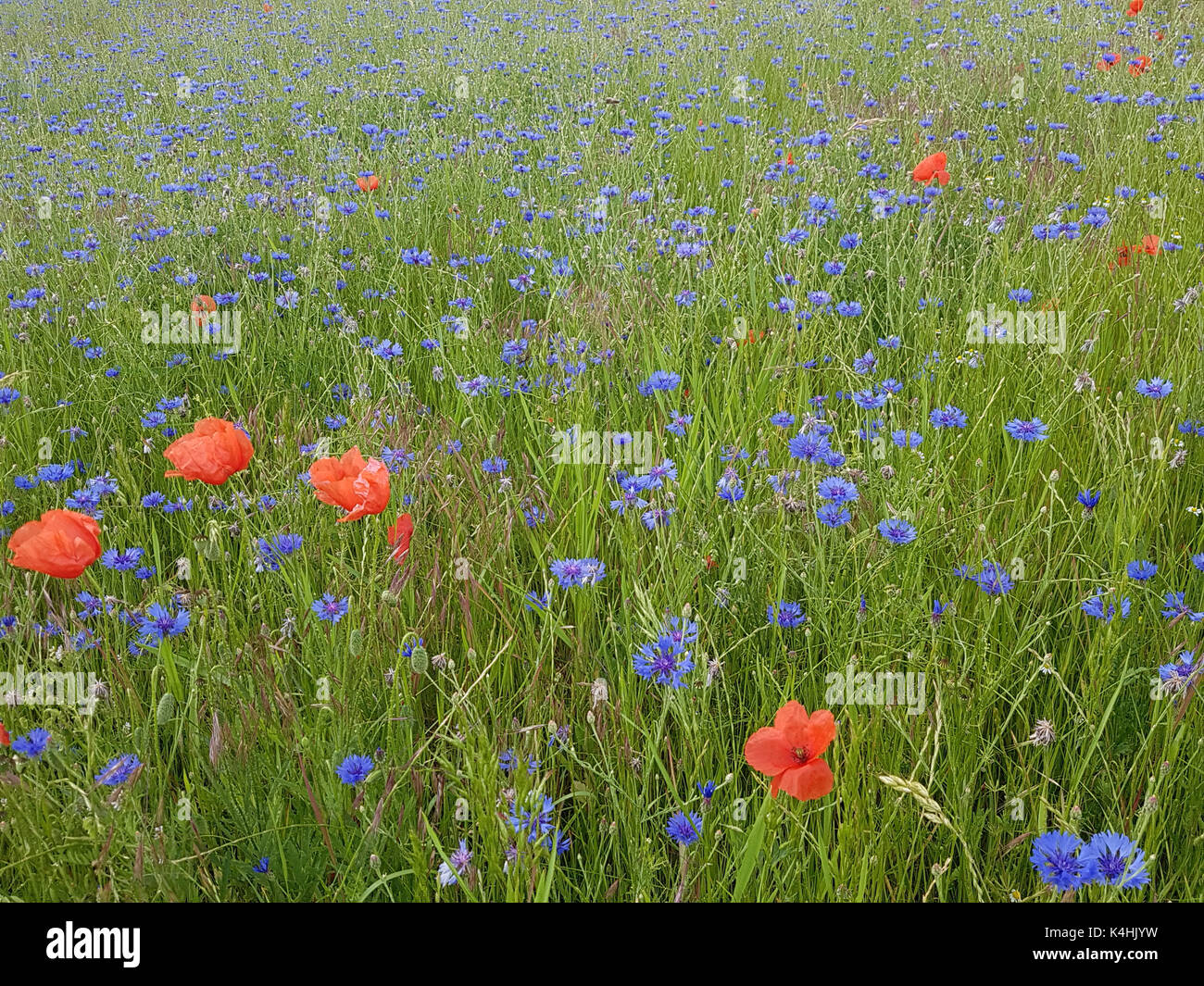Klatschmohn; Papaver; Rhoeas Stockfotografie - Alamy