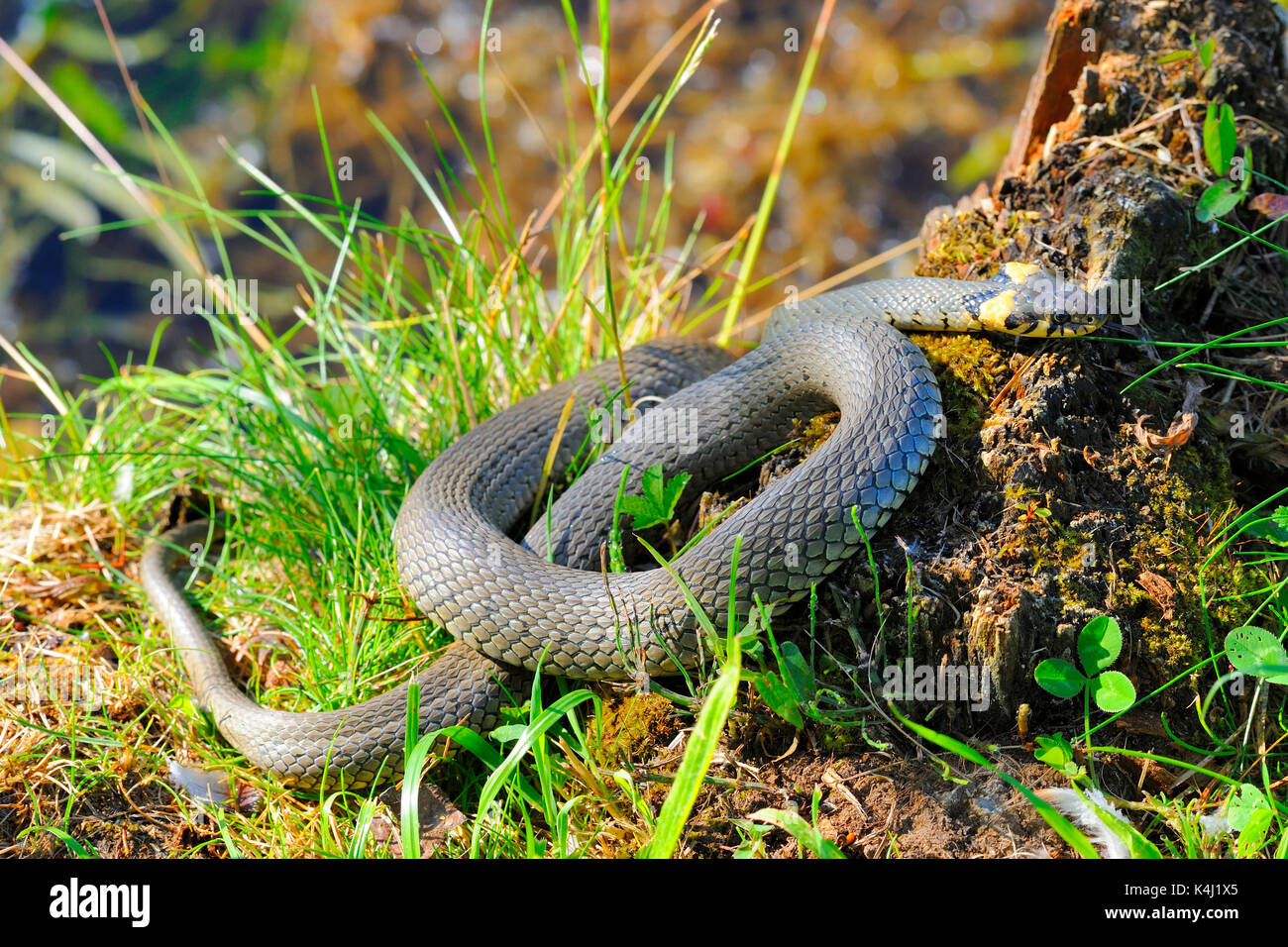 Ringelnatter (Natrix natrix) ist Sonnenbaden, Baden-Württemberg ...