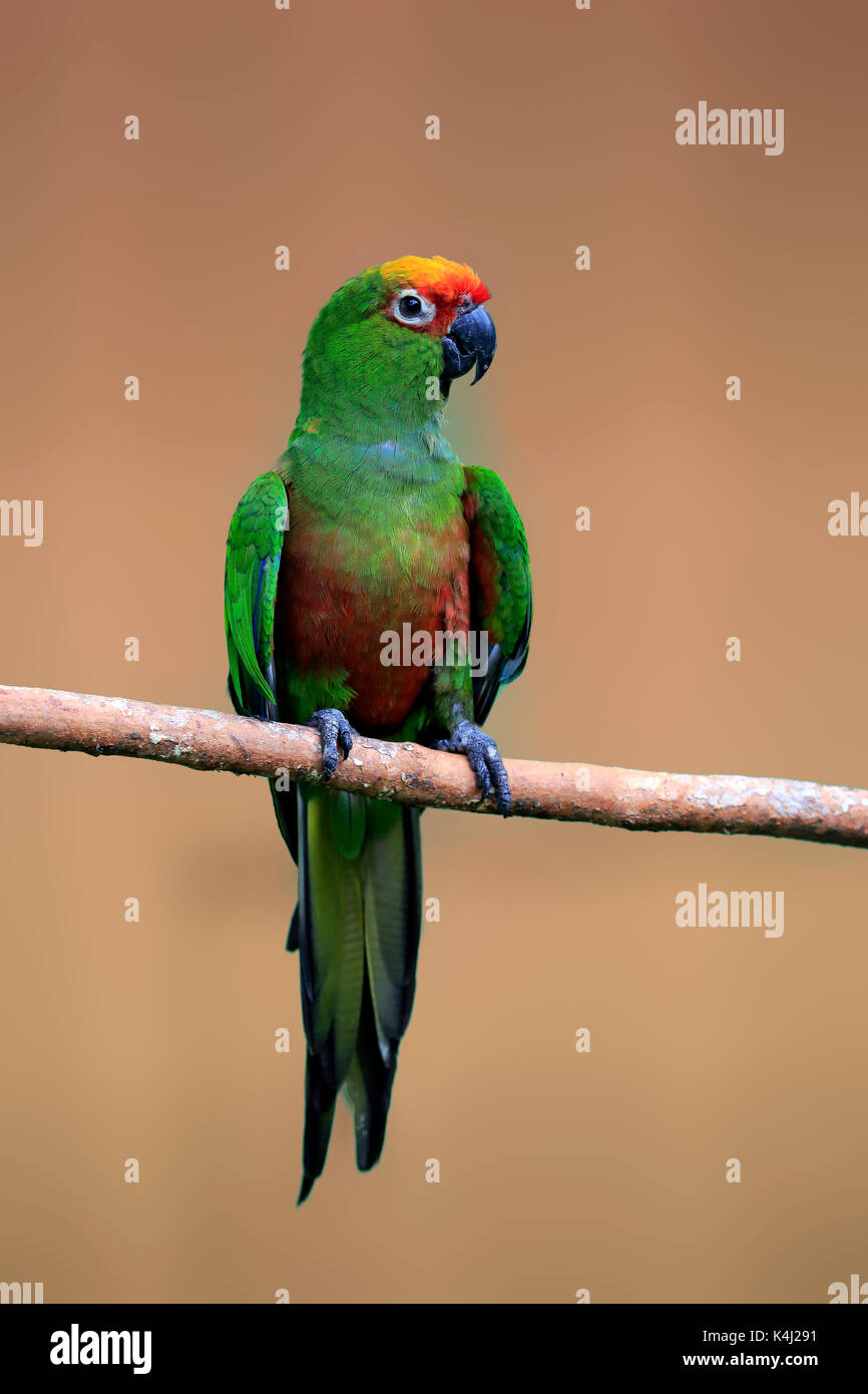 Aratinga canicularis -Fotos und -Bildmaterial in hoher Auflösung – Alamy