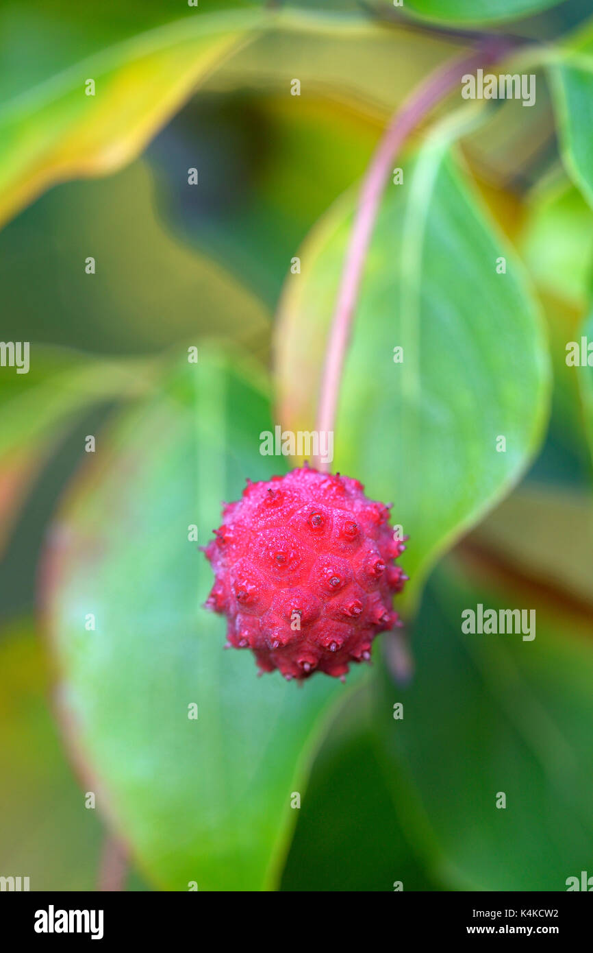 Cornus kuosa chinensis -Fotos und -Bildmaterial in hoher Auflösung – Alamy