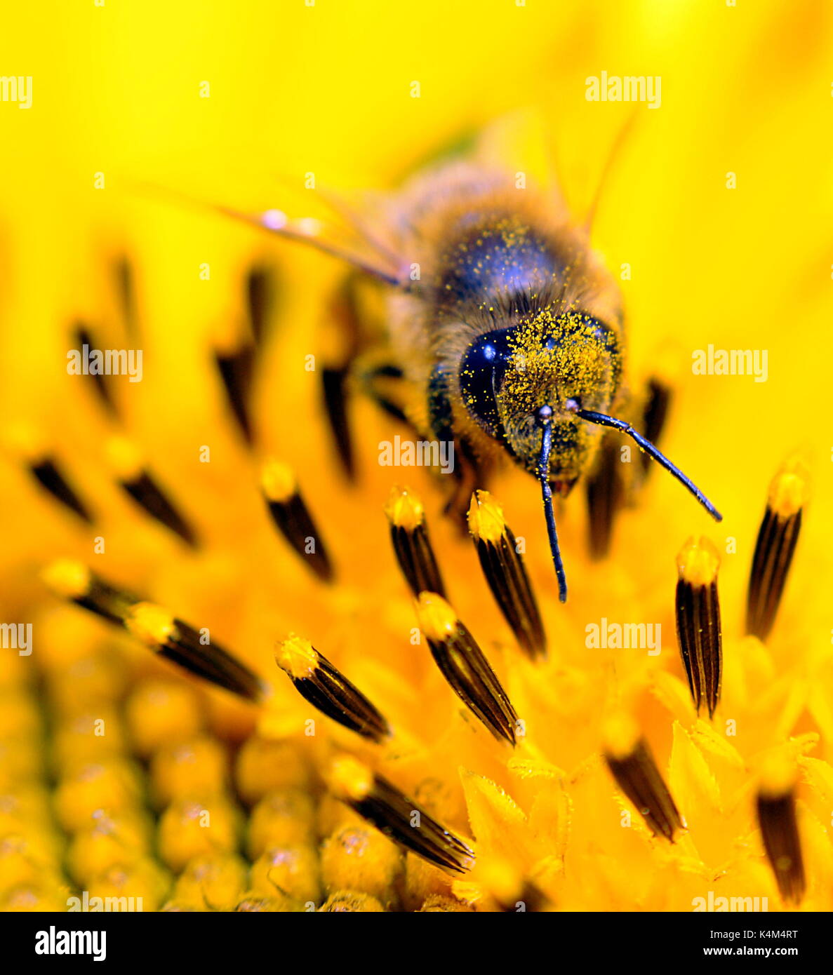 Drohne biene -Fotos und -Bildmaterial in hoher Auflösung – Alamy