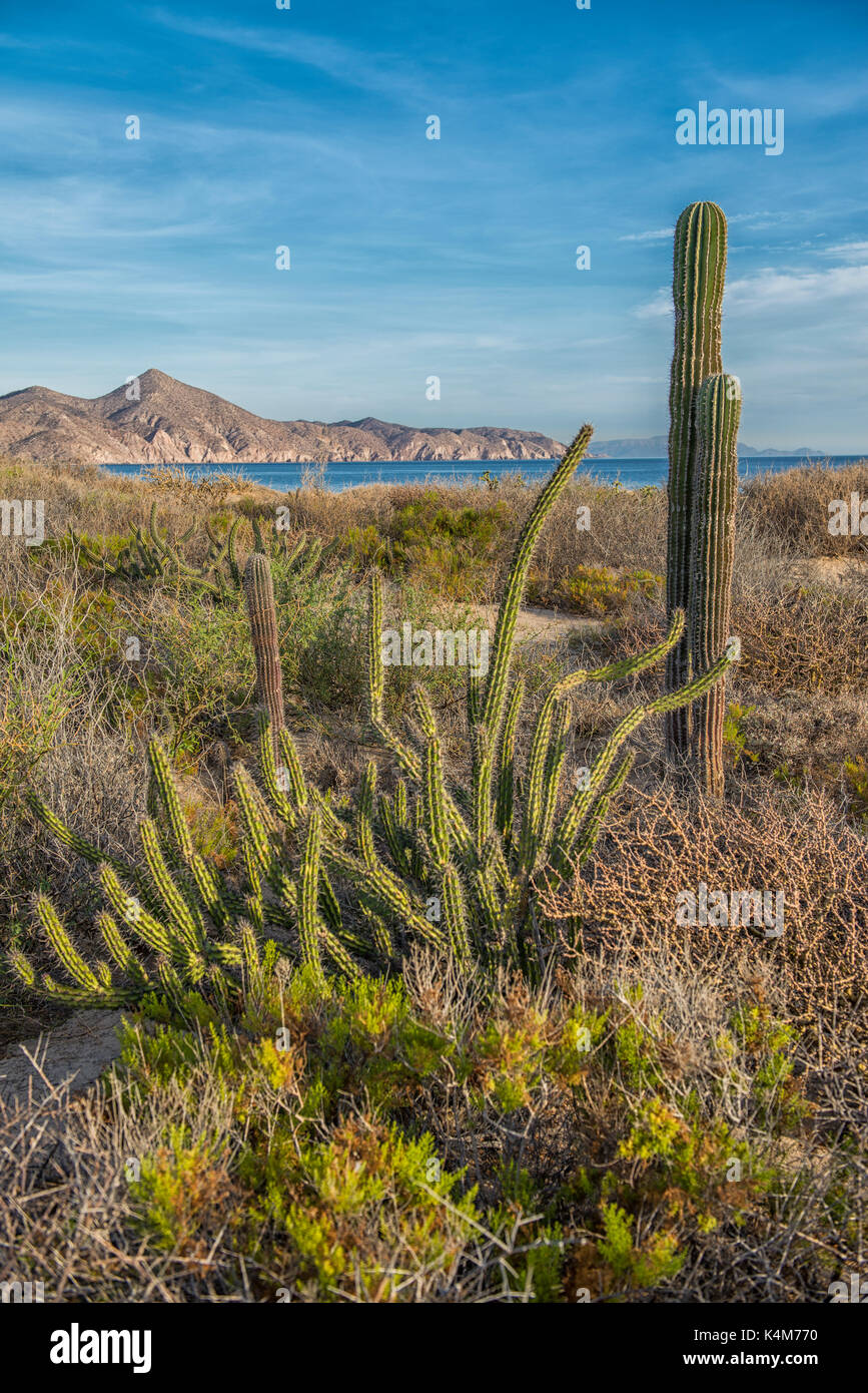 Ensenada de muertos -Fotos und -Bildmaterial in hoher Auflösung – Alamy