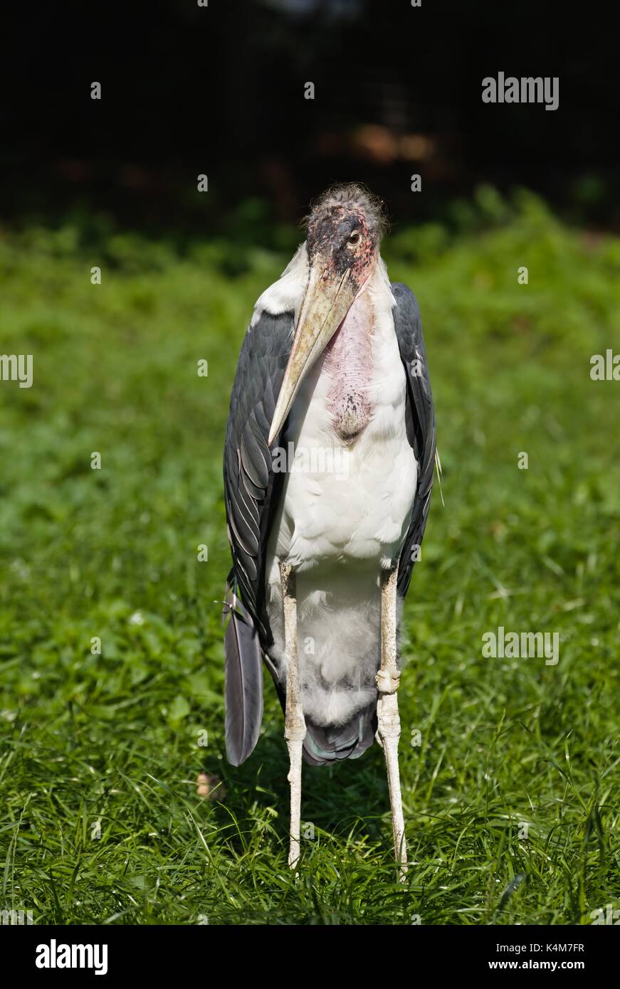 Standing marabu -Fotos und -Bildmaterial in hoher Auflösung – Alamy