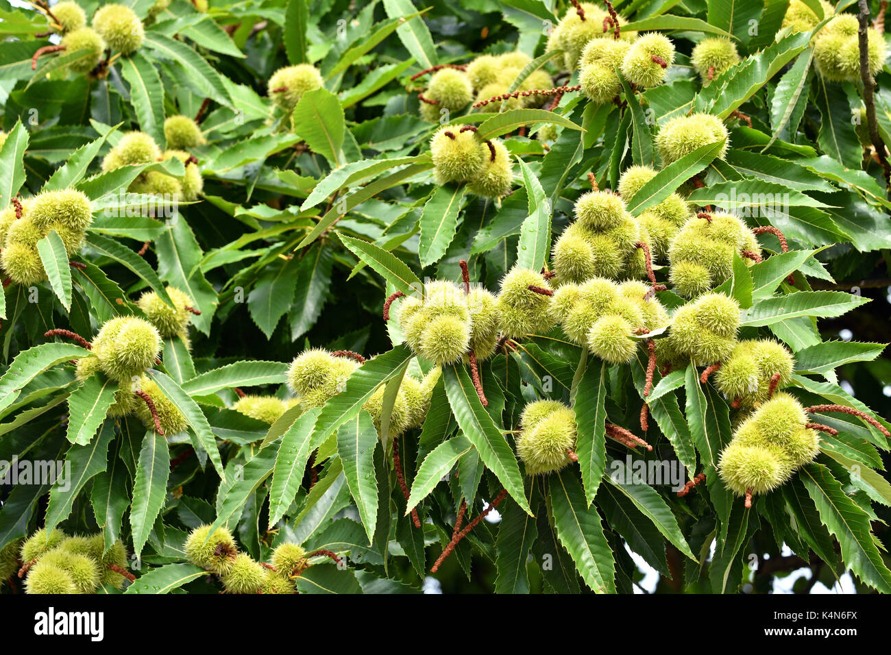 Castanea sativa tree -Fotos und -Bildmaterial in hoher Auflösung – Alamy