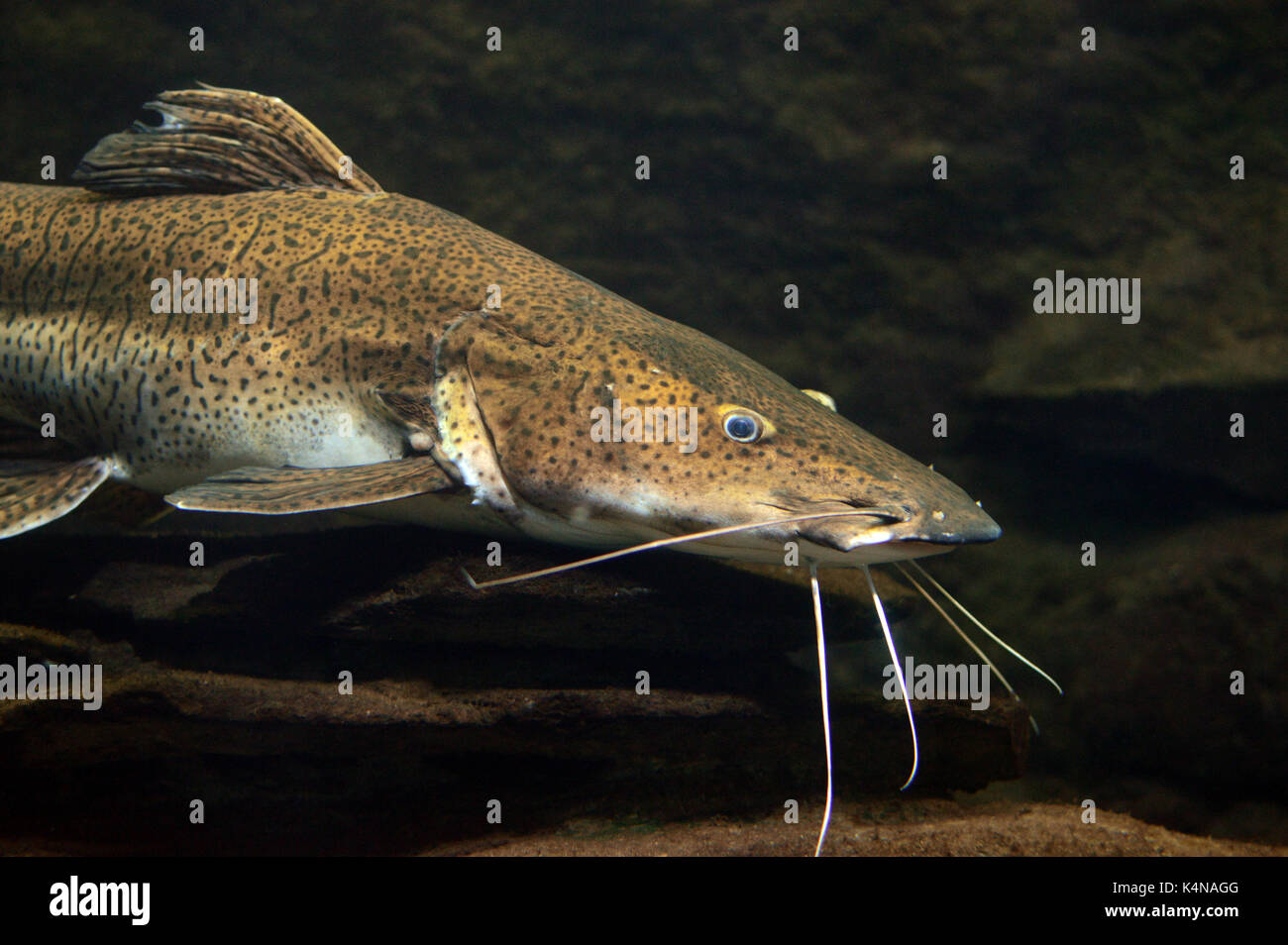 Eine große Katze, tropische Fische in einem Aquarium Stockfotografie ...