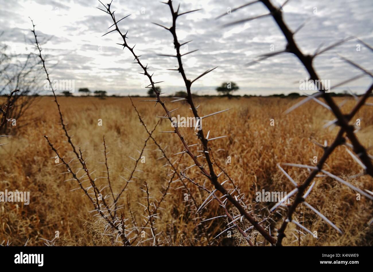 Kalahari pflanze -Fotos und -Bildmaterial in hoher Auflösung – Alamy