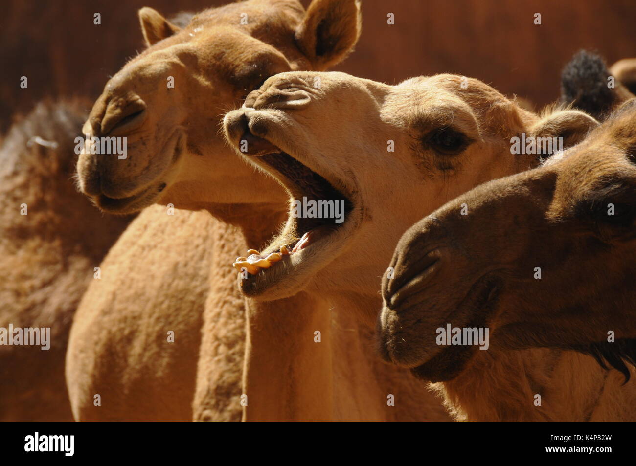 Nomaden und kamele -Fotos und -Bildmaterial in hoher Auflösung – Alamy