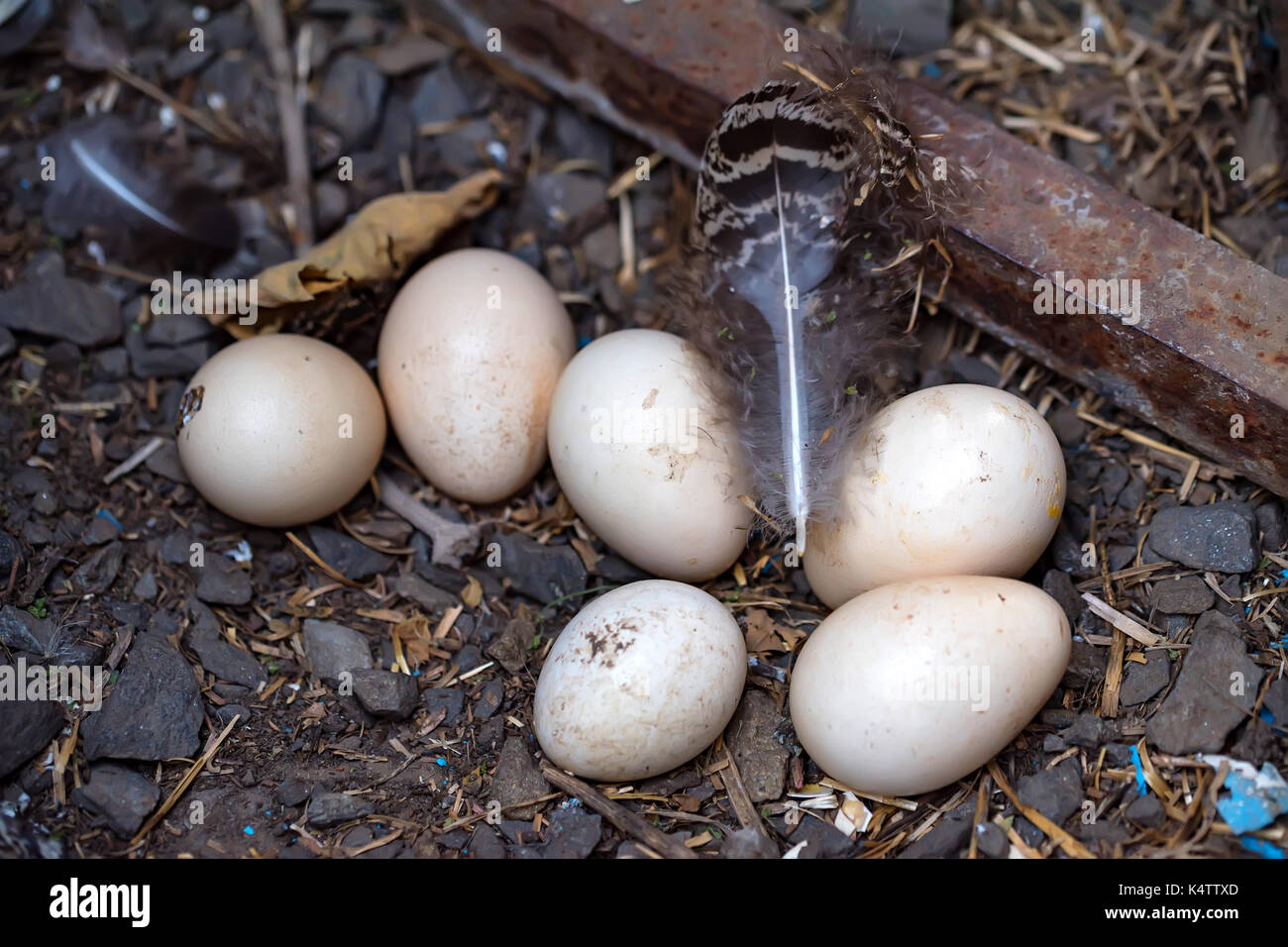 Feder auf dem boden -Fotos und -Bildmaterial in hoher Auflösung – Alamy