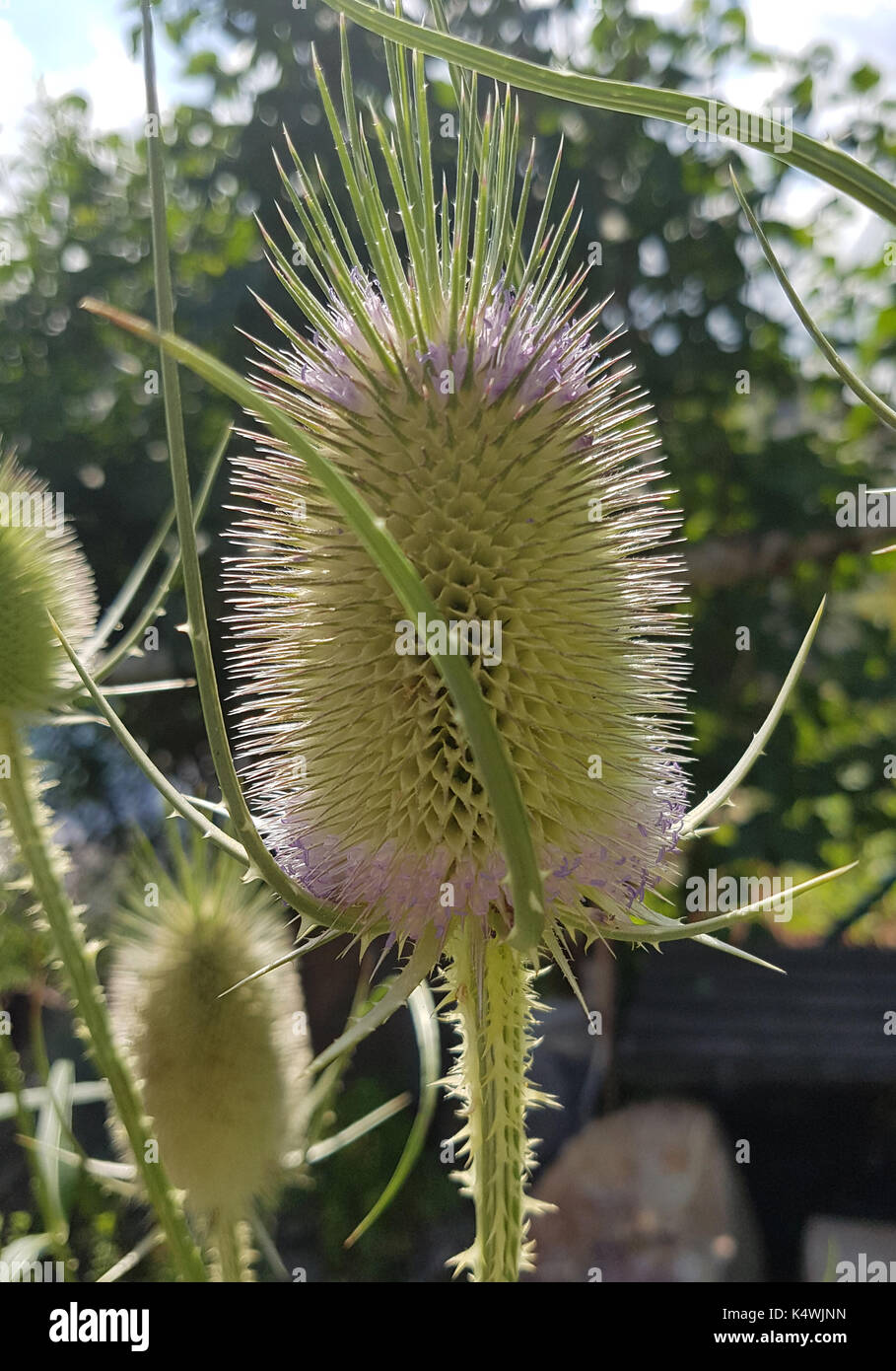 Weber karde -Fotos und -Bildmaterial in hoher Auflösung – Alamy