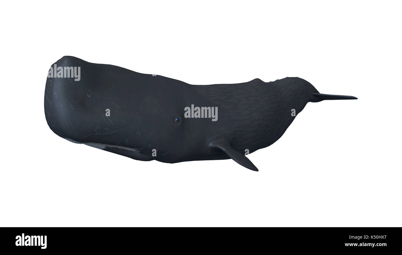 3D-Rendering von einem Pottwal oder Physeter macrocephalus oder ...