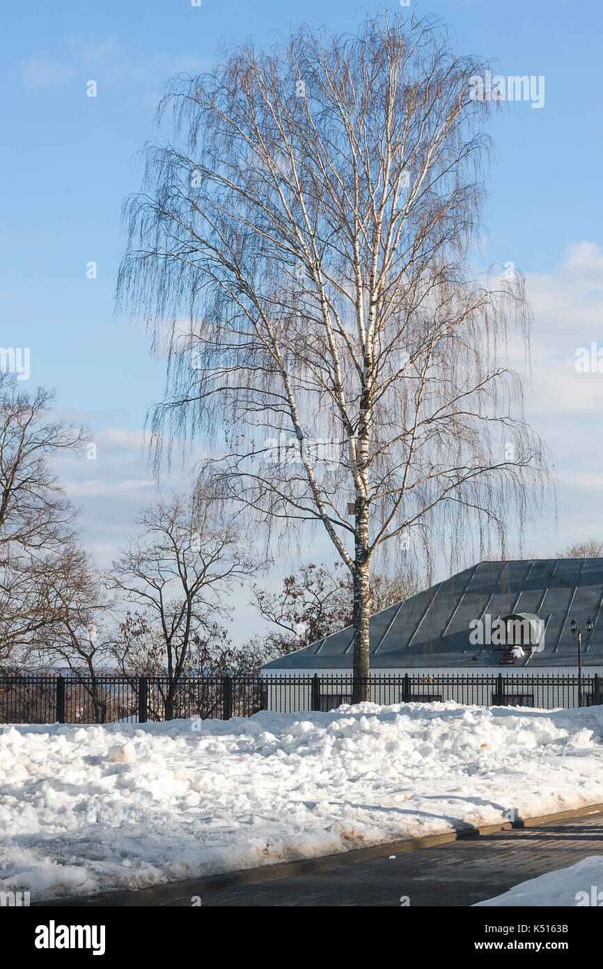 White birch in winter -Fotos und -Bildmaterial in hoher Auflösung ...