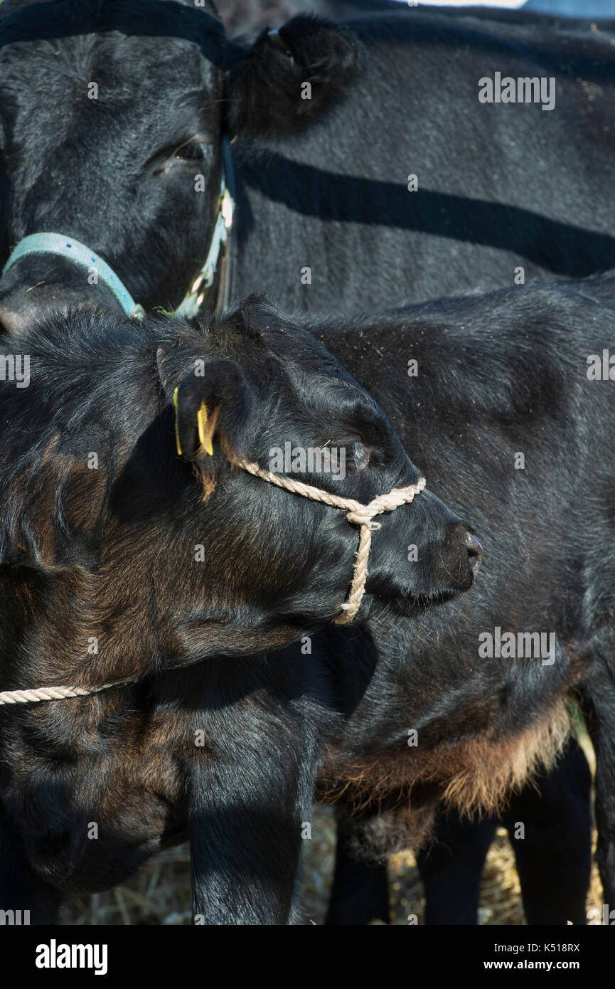 Dexter rinder -Fotos und -Bildmaterial in hoher Auflösung – Alamy