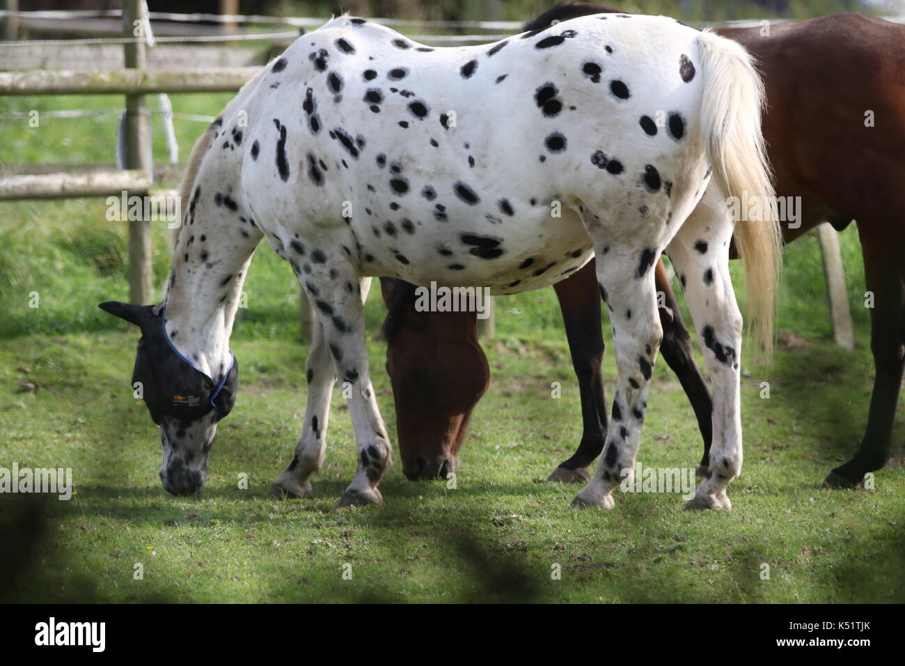 Horse blindfold -Fotos und -Bildmaterial in hoher Auflösung – Alamy