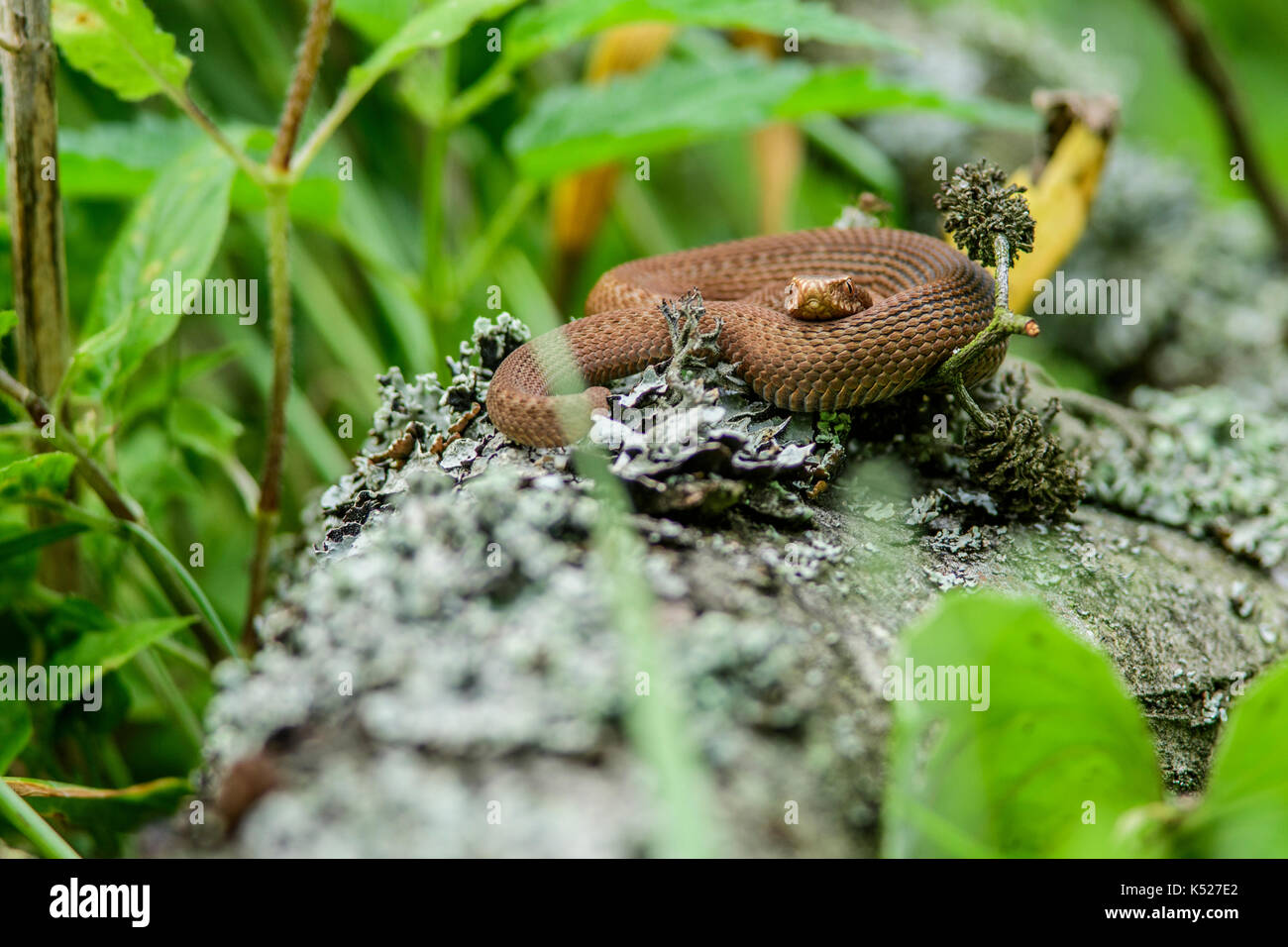 Young viper Stockfotos und -bilder Kaufen - Alamy
