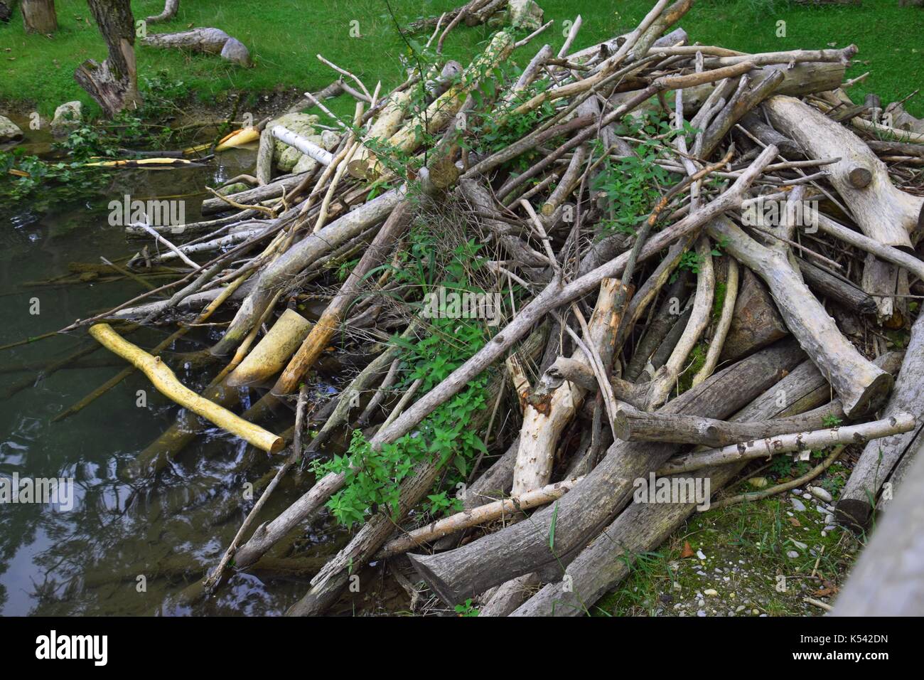 Biber und breit -Fotos und -Bildmaterial in hoher Auflösung – Alamy