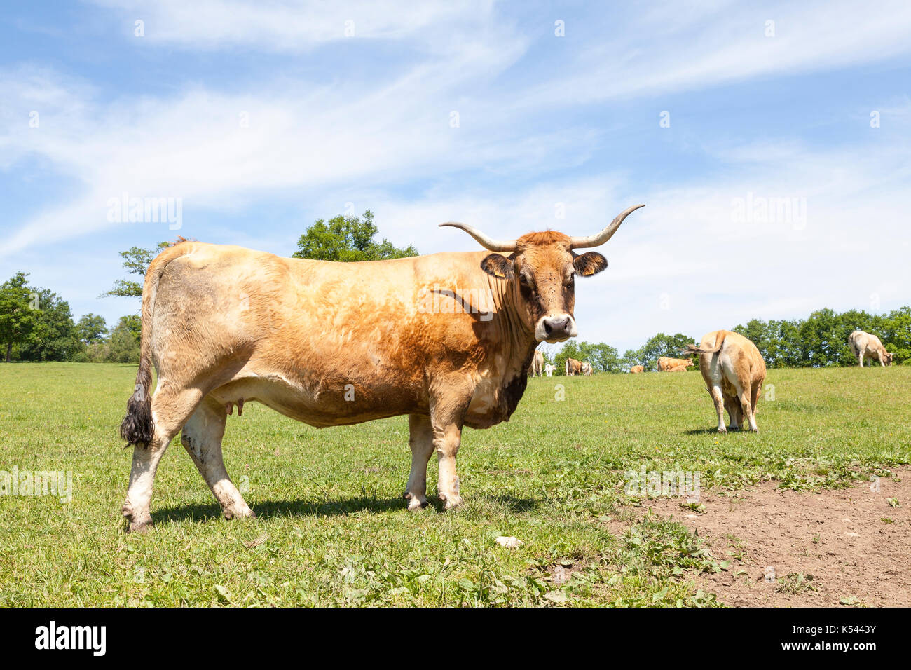 Aubrac rind kuh seitwärts stehend in einer Wiese Weide an der Kamera ...