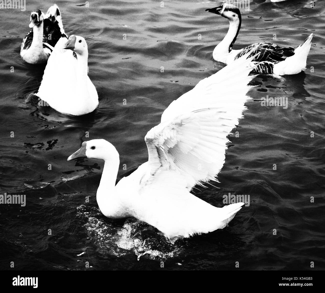 Open lock -Fotos und -Bildmaterial in hoher Auflösung – Alamy