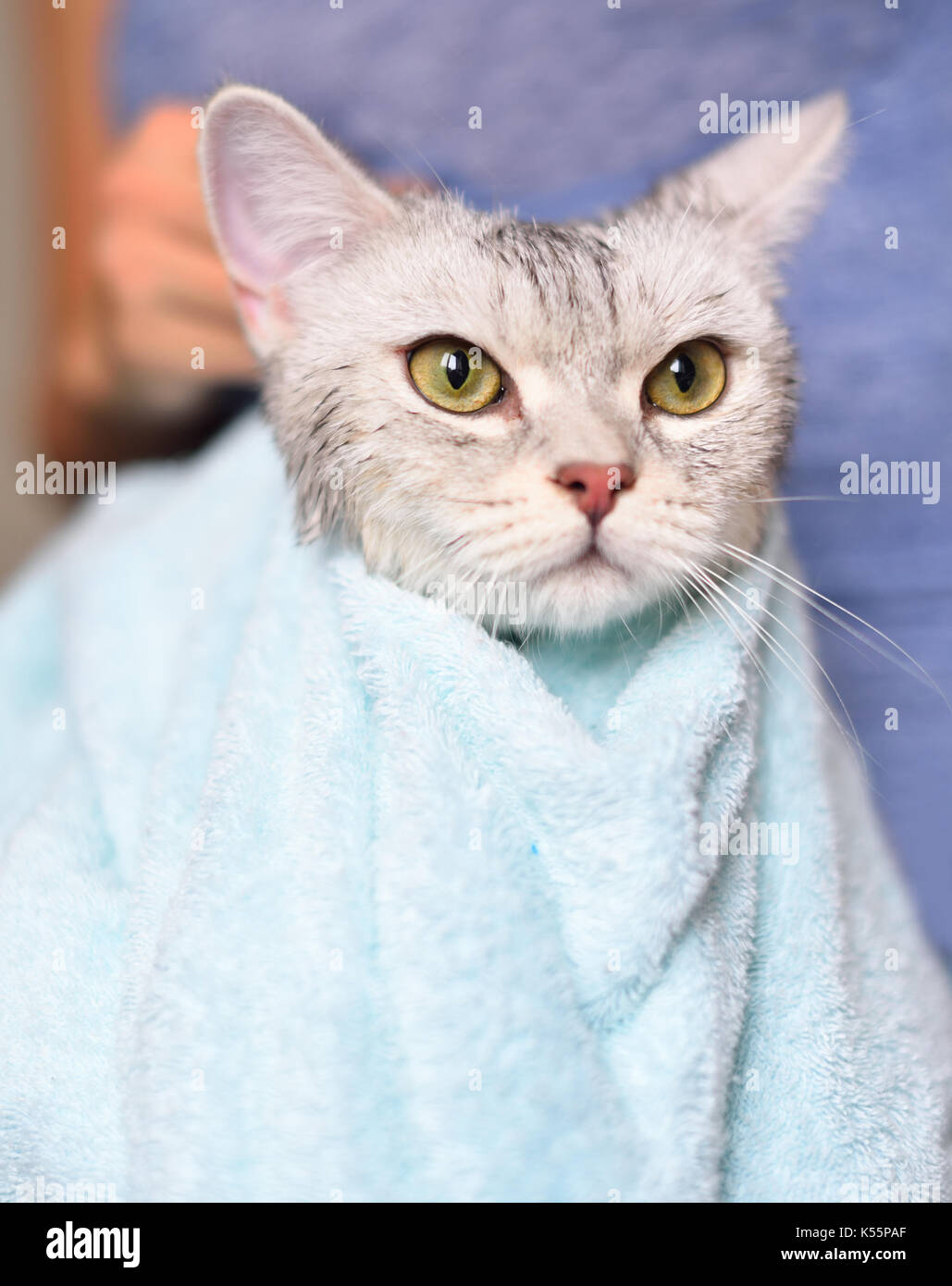 Katze baden -Fotos und -Bildmaterial in hoher Auflösung – Alamy