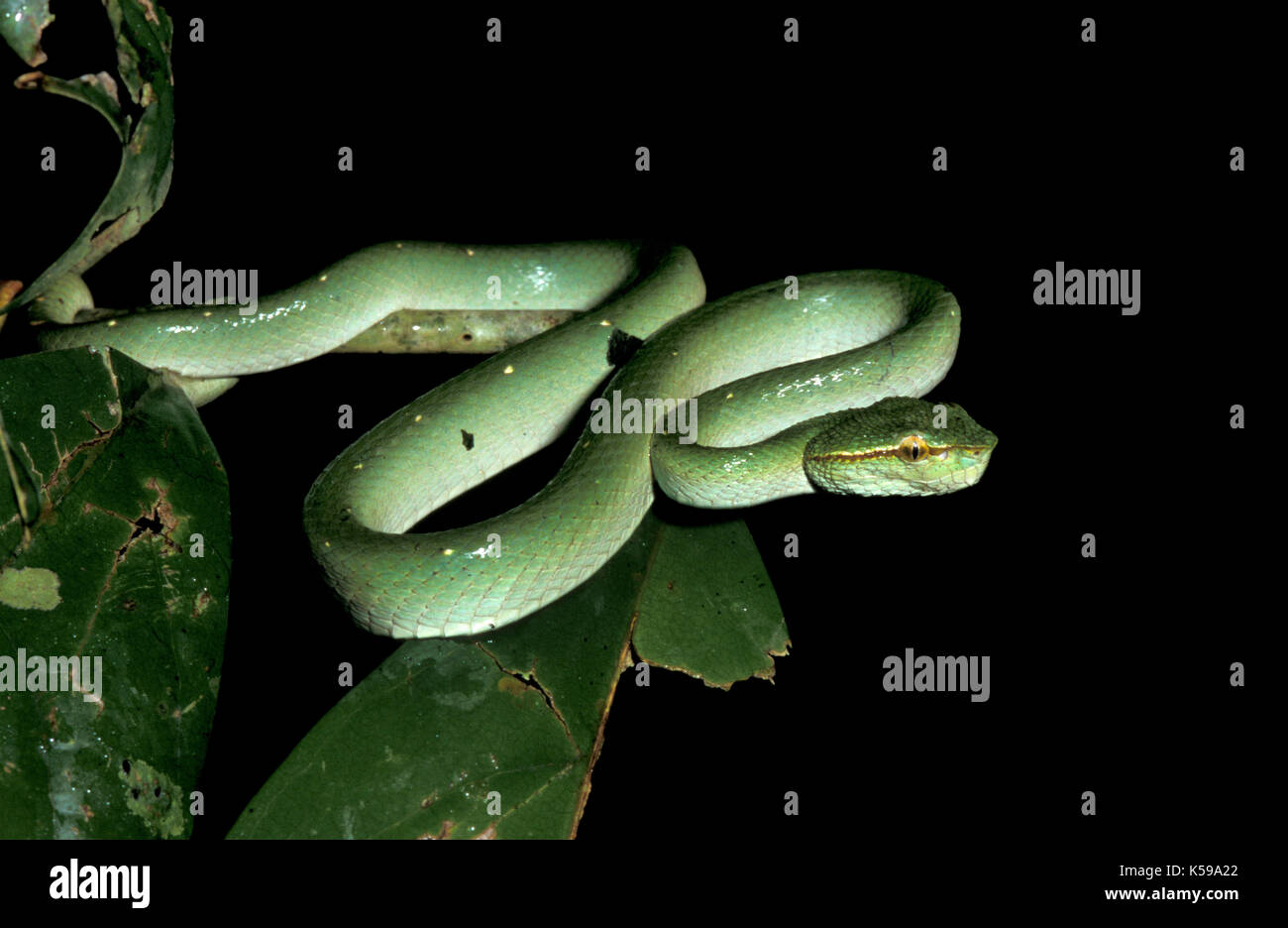 Trimeresurus wagleri -Fotos und -Bildmaterial in hoher Auflösung – Alamy