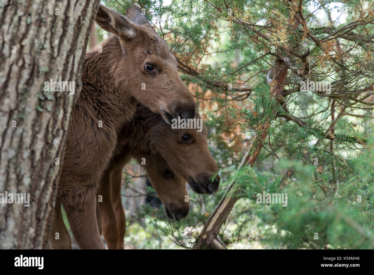 Elch norwegen -Fotos und -Bildmaterial in hoher Auflösung – Alamy