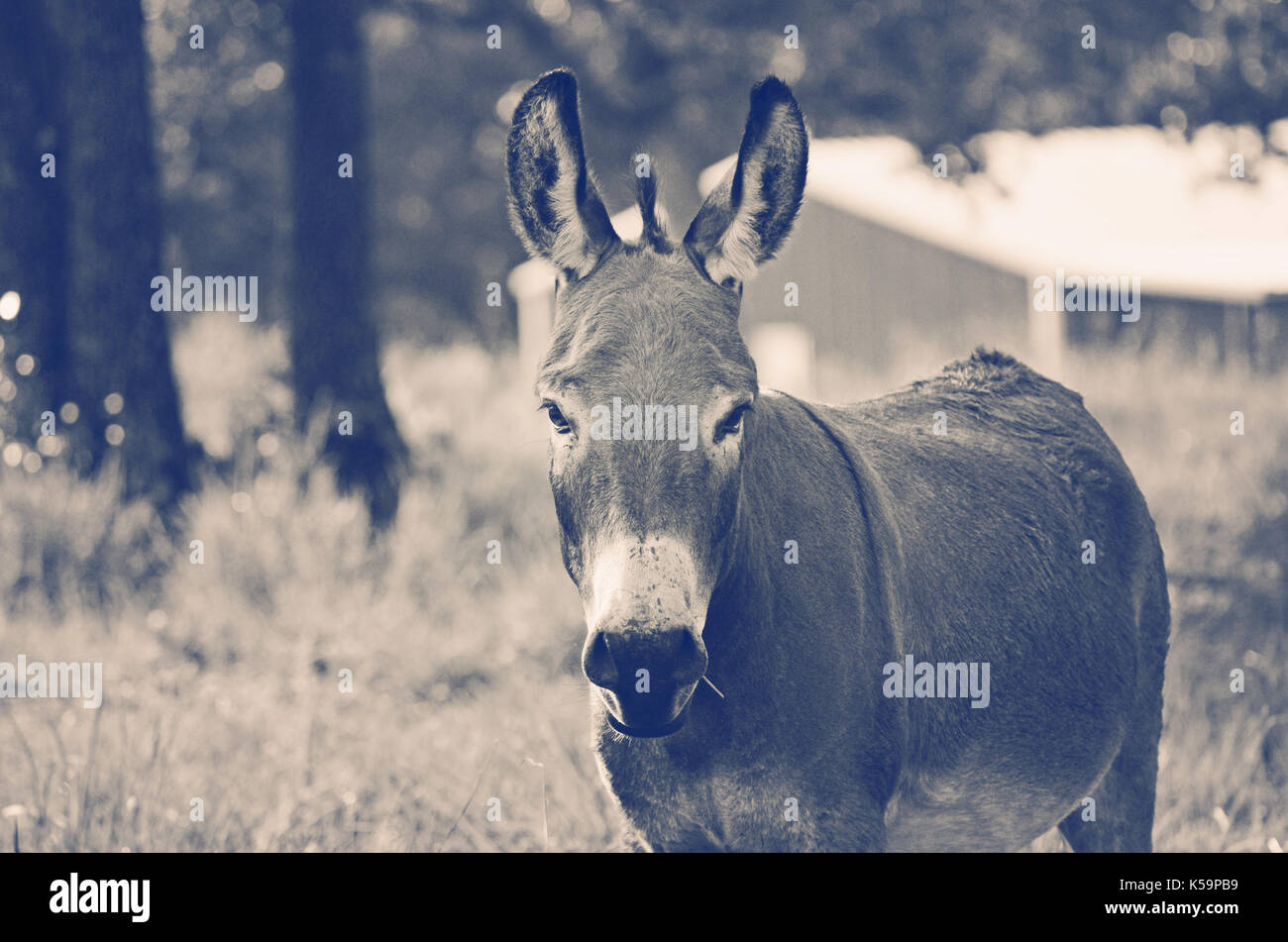Mini Esel Stockfotos und -bilder Kaufen - Alamy