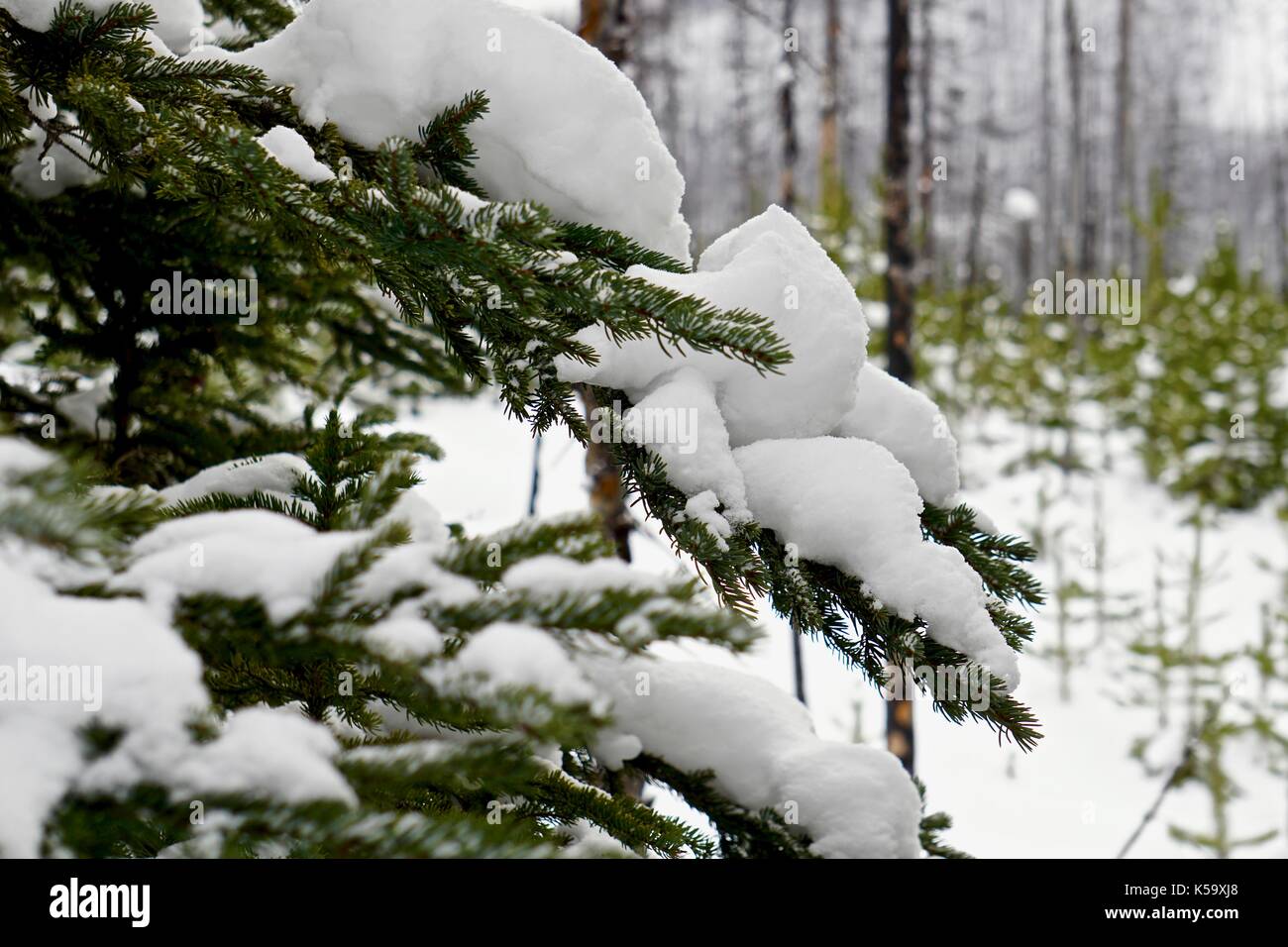 Close up winter branches covered -Fotos und -Bildmaterial in hoher ...
